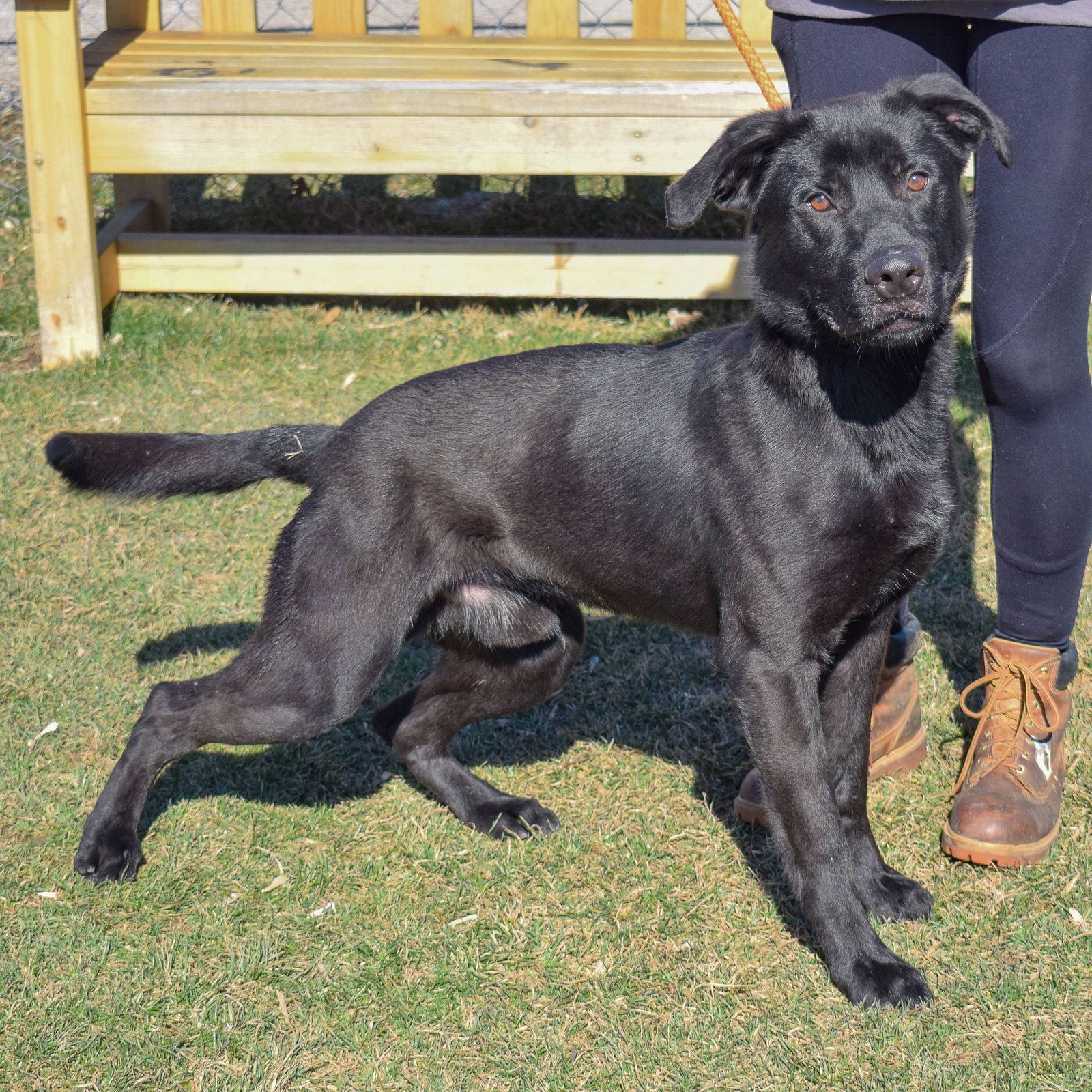 Dog for Adoption - Jason, a Black Labrador Retriever in Lindenhurst, IL ...