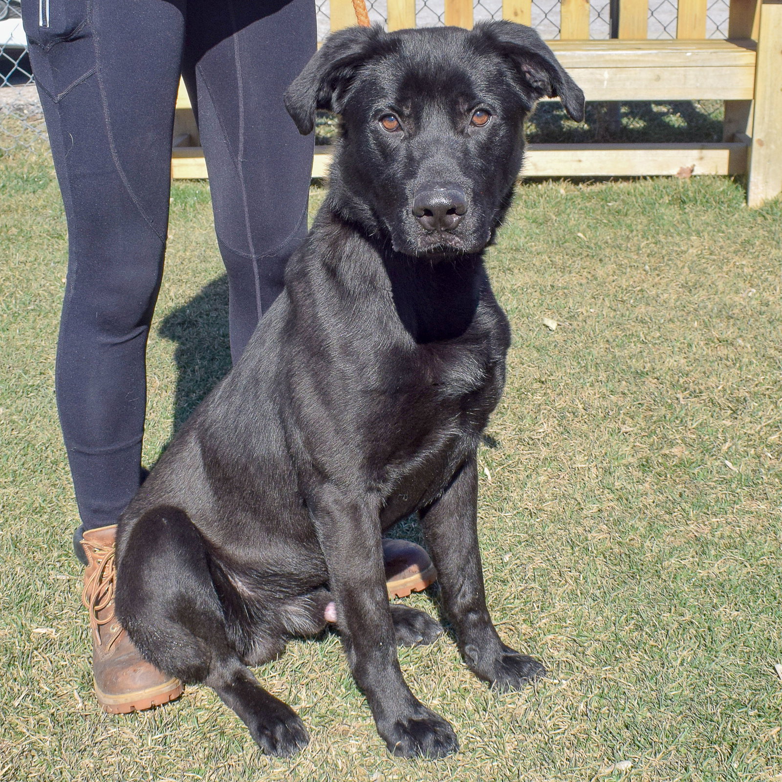Dog for Adoption - Jason, a Black Labrador Retriever in Oak Lawn, IL ...