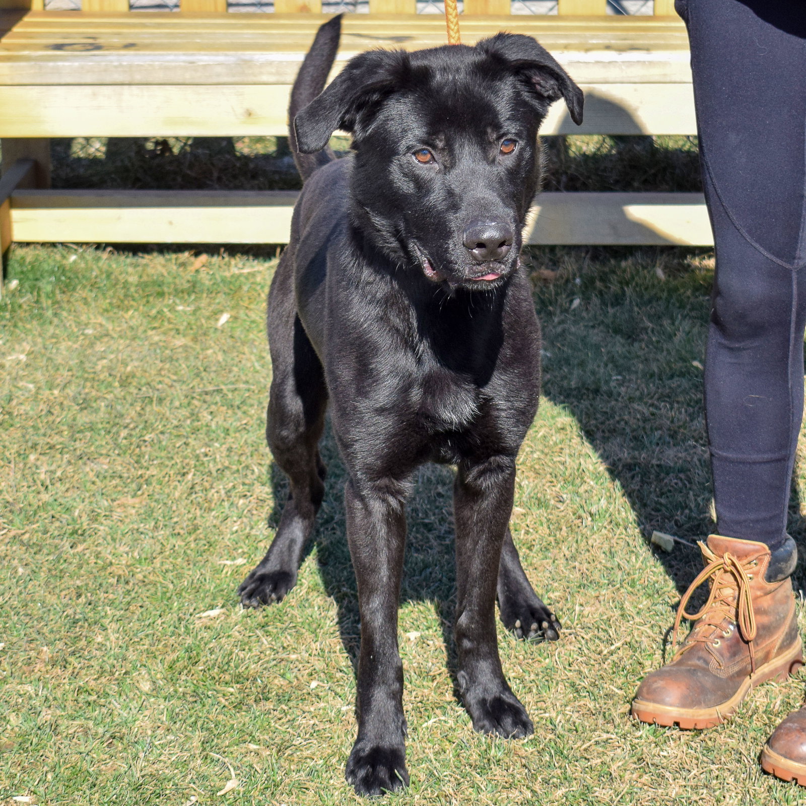 Dog for Adoption - Jason, a Black Labrador Retriever in Chicago Ridge ...