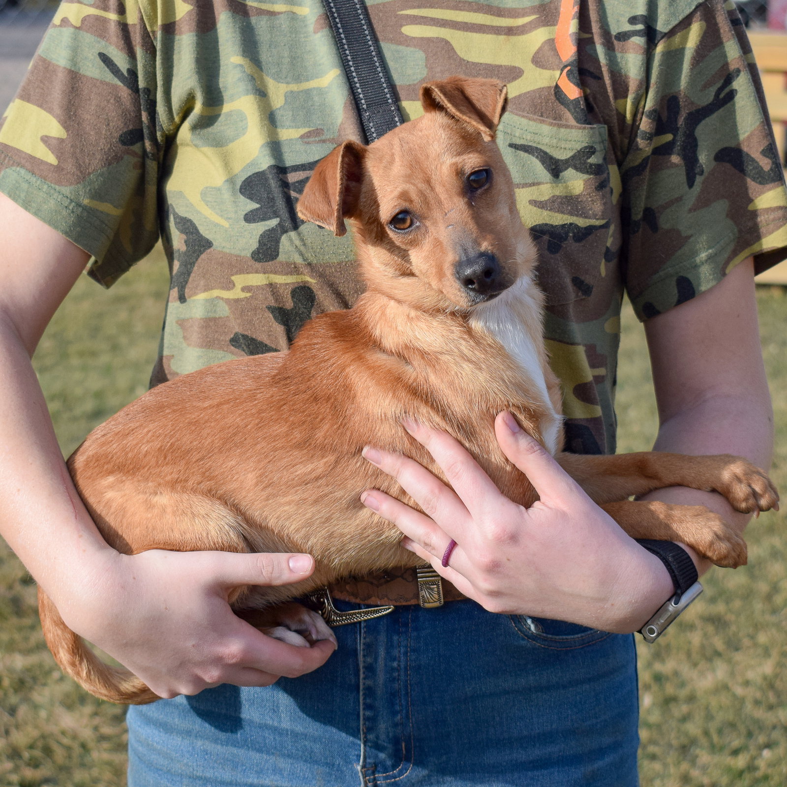 Dog for Adoption - Peanut, a Dachshund in Gurnee, IL | Alpha Paw