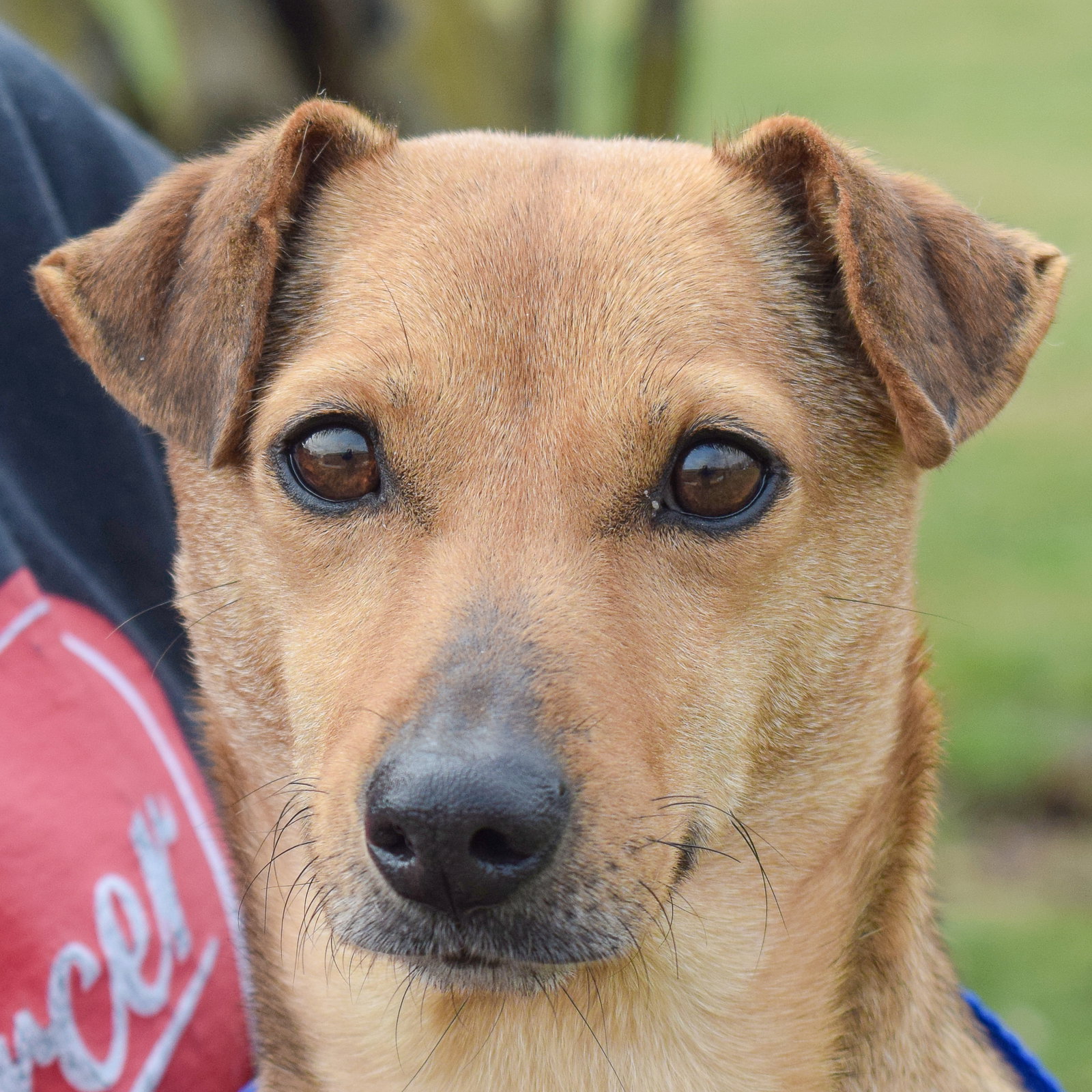Dog for Adoption - Thelma, a Dachshund in Rockford, IL | Alpha Paw