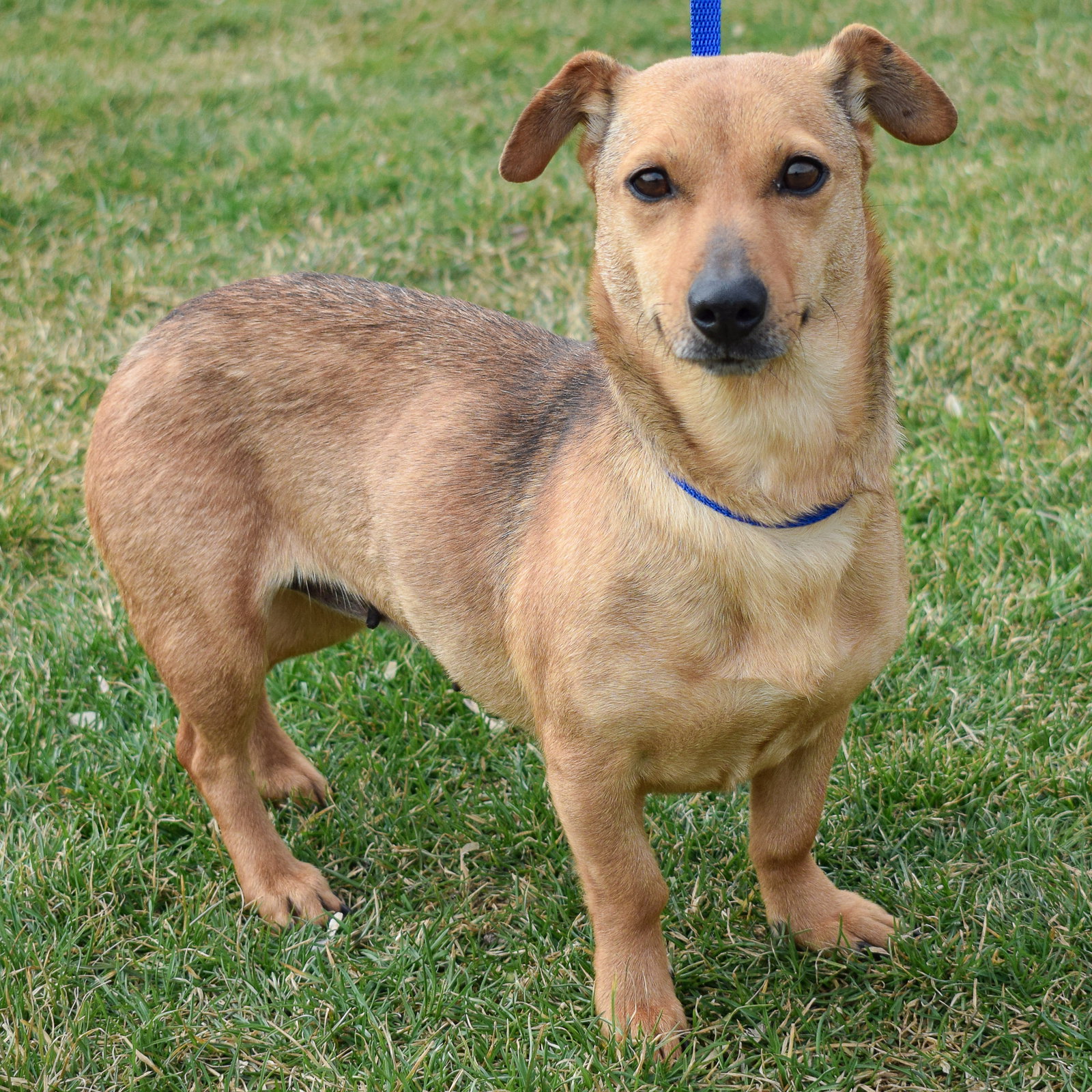 Dog for Adoption - Thelma, a Dachshund in Rockford, IL | Alpha Paw