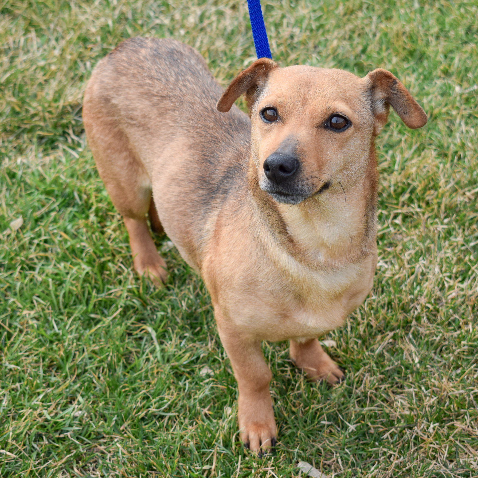 Dog for Adoption - Thelma, a Dachshund in Rockford, IL | Alpha Paw