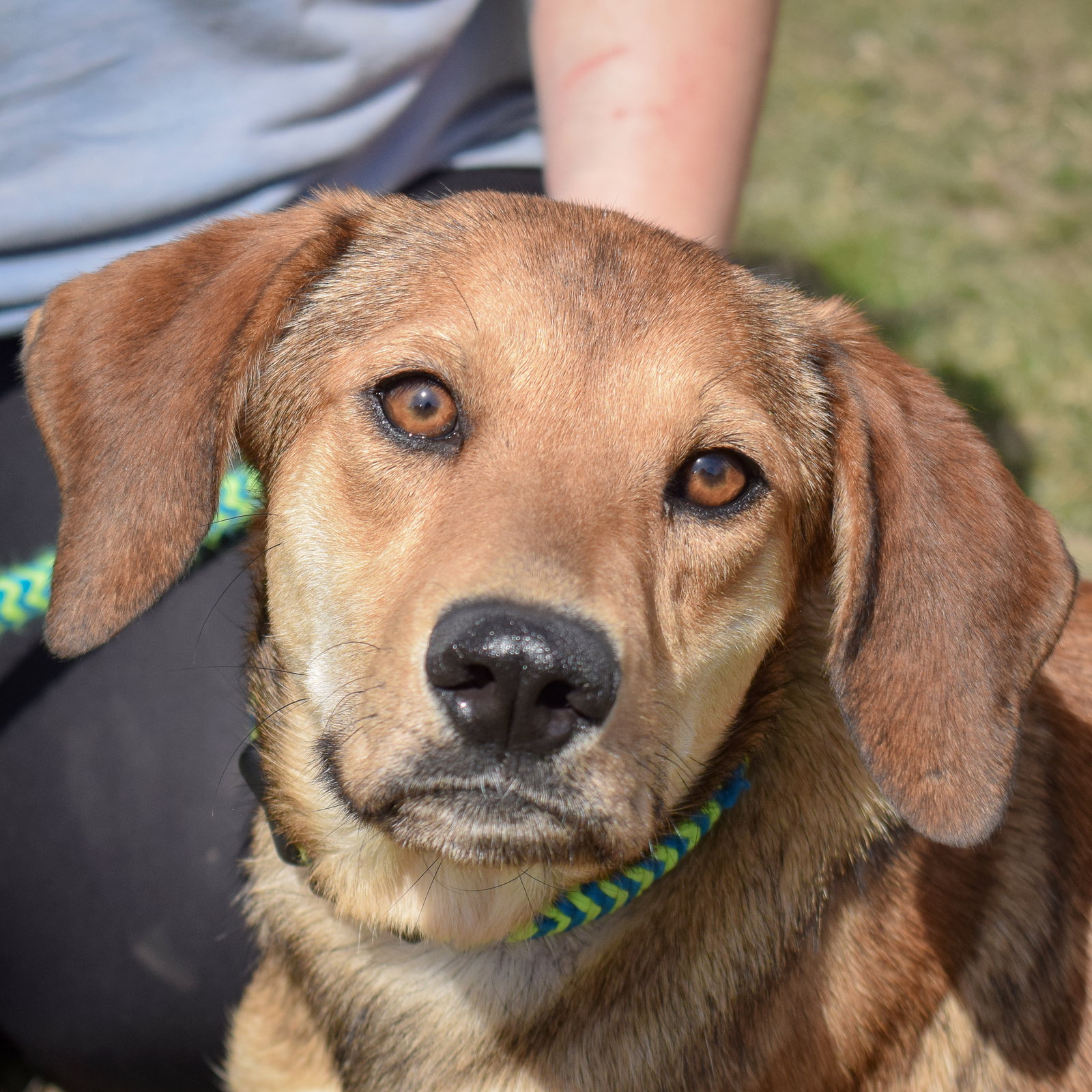 Dog for Adoption - Nuclear, a Labrador Retriever in Genoa, IL | Alpha Paw