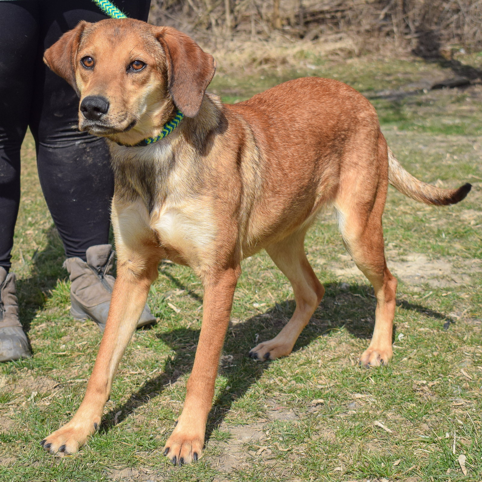 Dog for Adoption - Nuclear, a Labrador Retriever in Genoa, IL | Alpha Paw