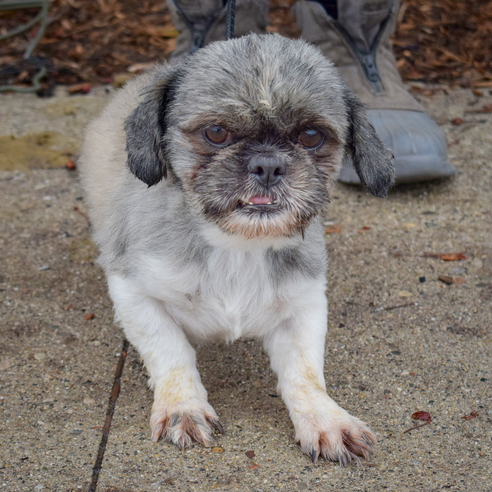 Dog for Adoption - Derek, a Shih Tzu in South Elgin, IL | Alpha Paw