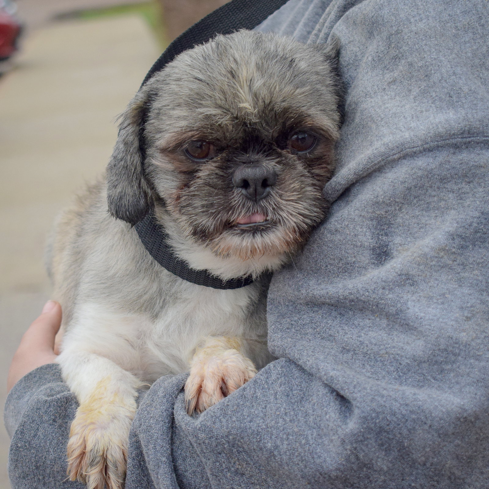 Dog for Adoption - Derek, a Shih Tzu in South Elgin, IL | Alpha Paw