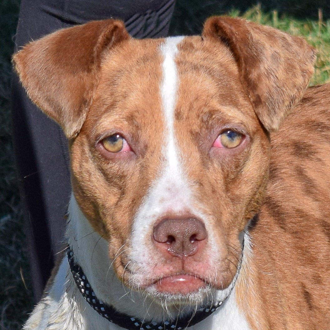Dog for Adoption - Stella, a Catahoula Leopard Dog in Orland Park, IL ...