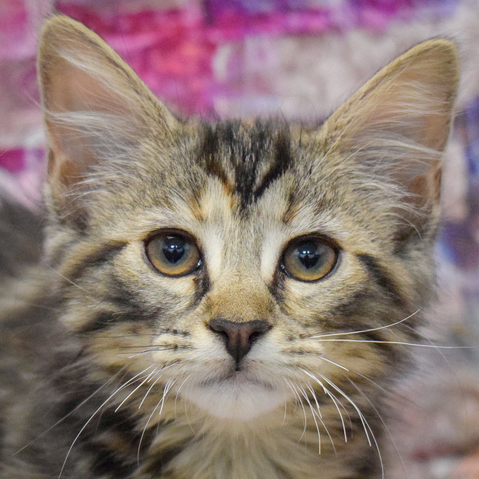 Cats for Adoption in Palos Hills, Illinois | Alpha Paw