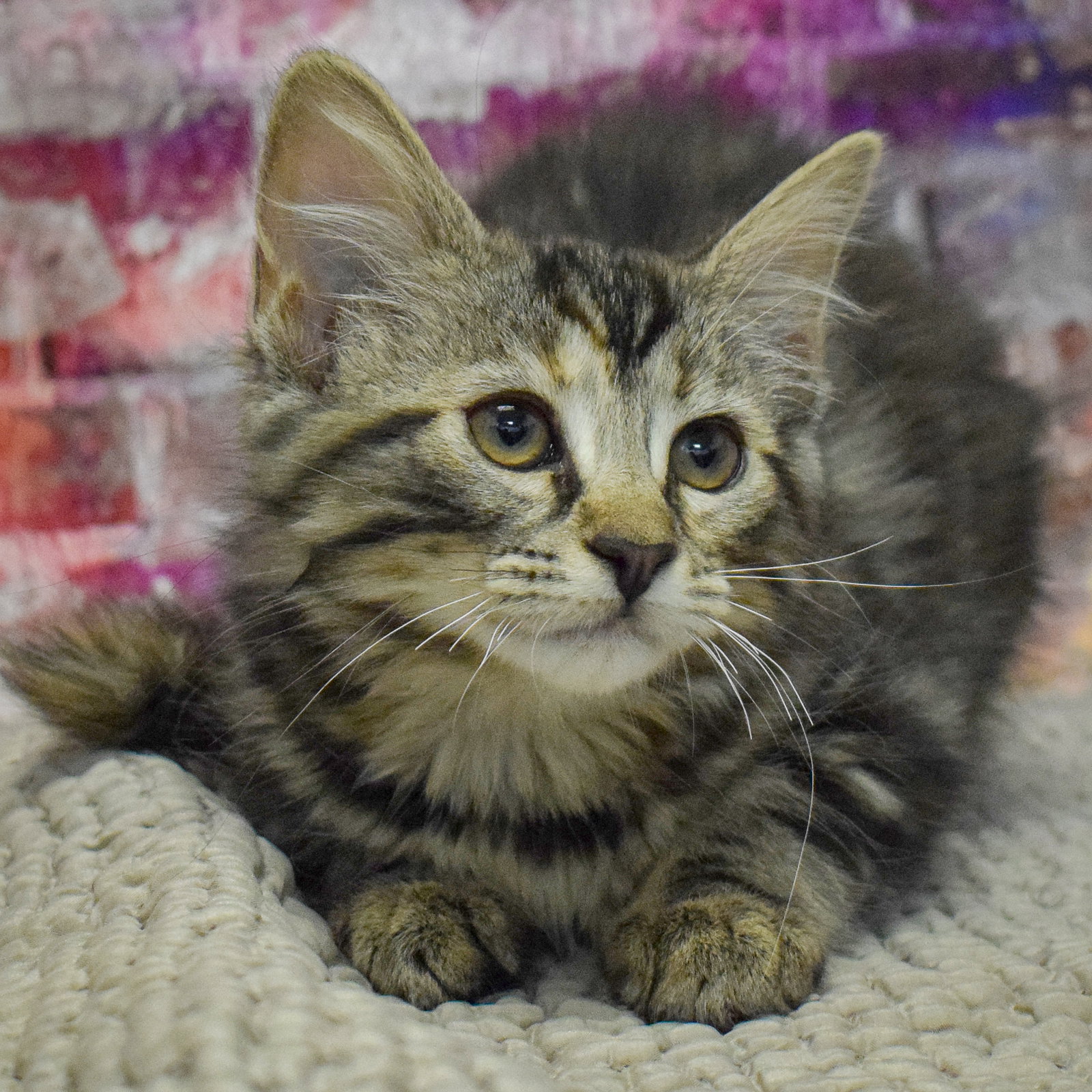 Cats for Adoption in Palos Hills, Illinois | Alpha Paw
