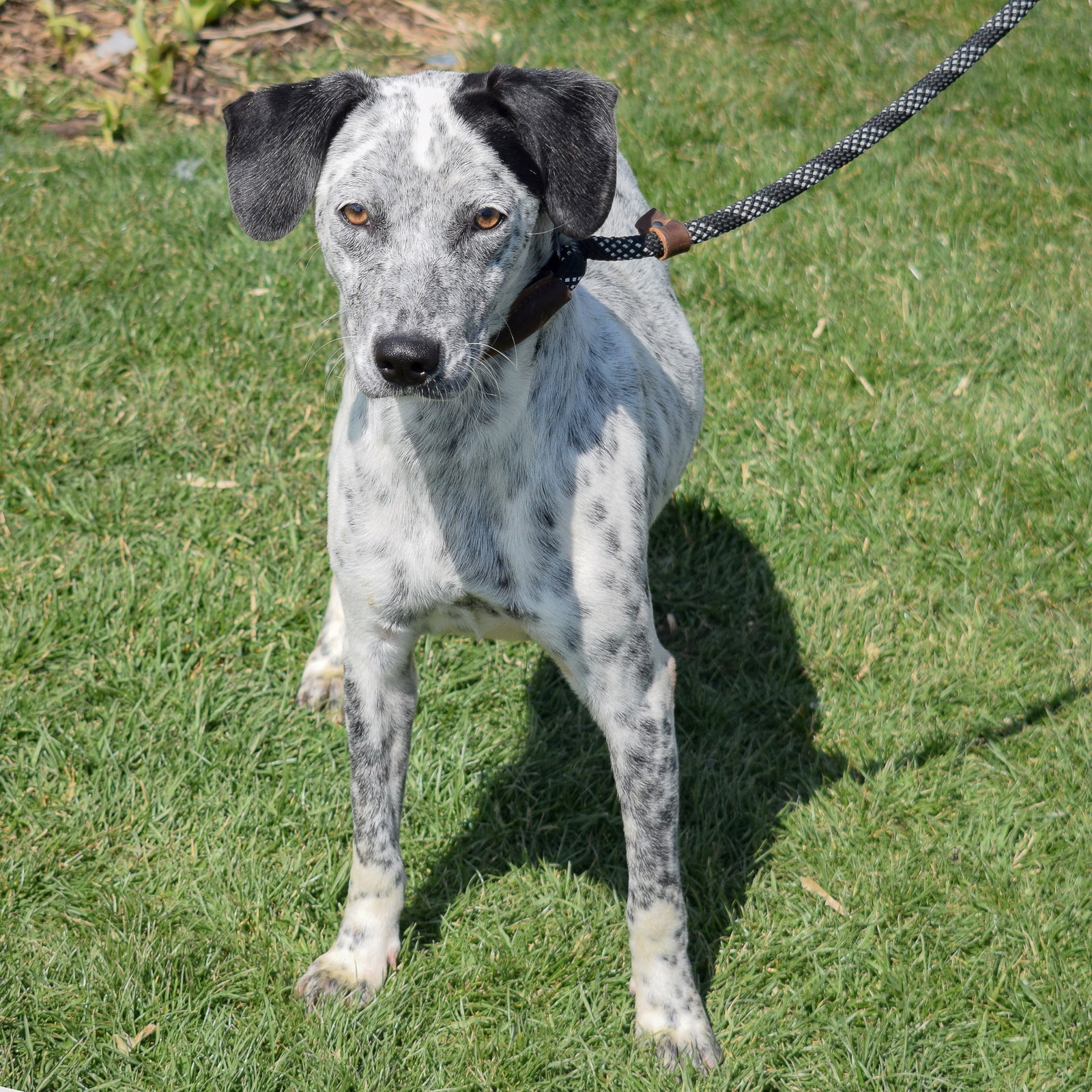 Dog for Adoption - Lula, a Australian Cattle Dog/Blue Heeler in Ogle ...