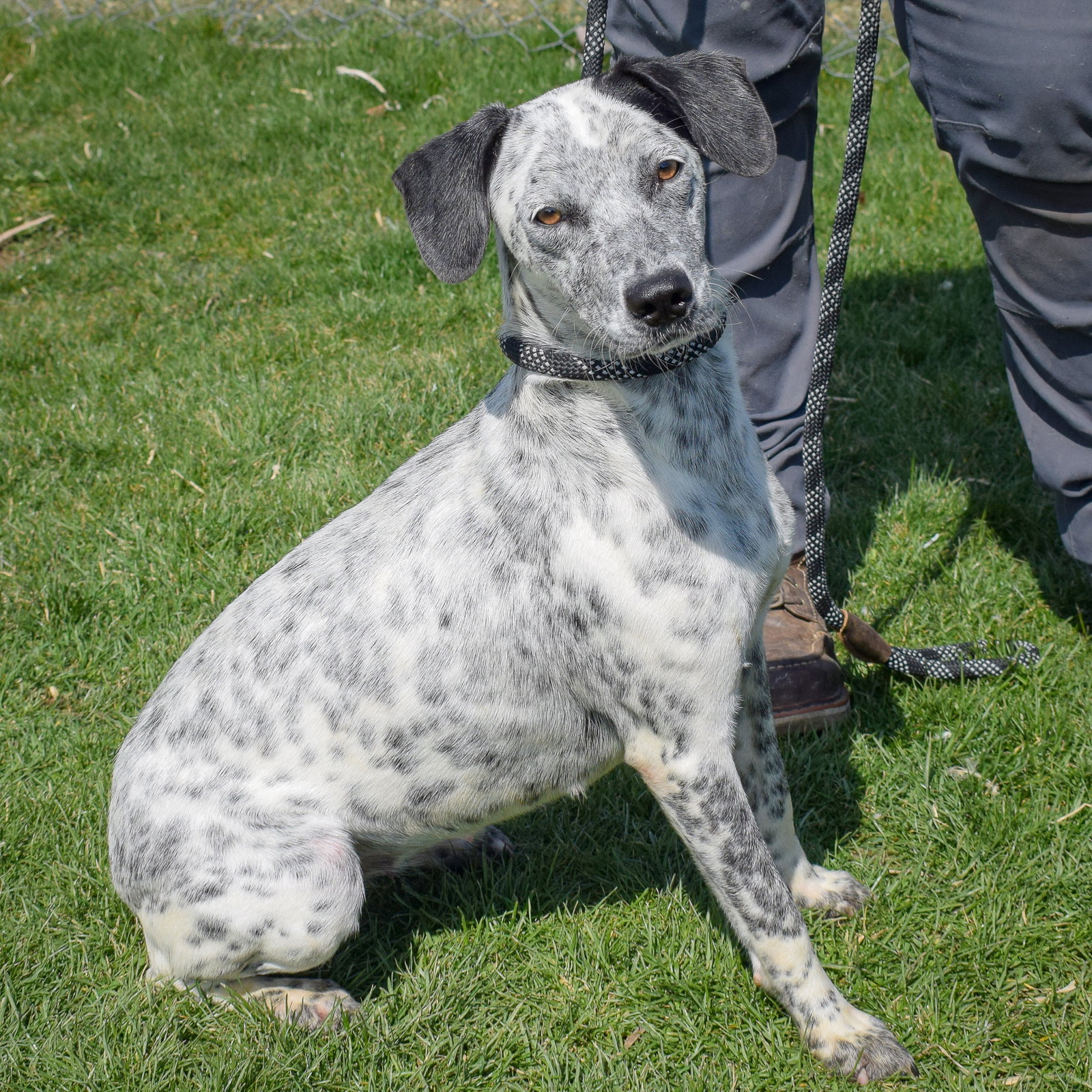 Dog for Adoption - Lula, a Australian Cattle Dog/Blue Heeler in Ogle ...