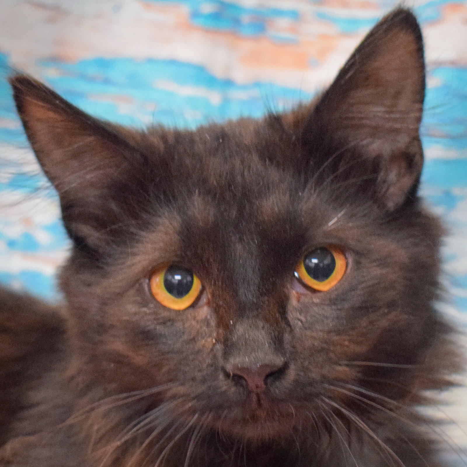 Cats for Adoption in Elgin, Illinois | Alpha Paw