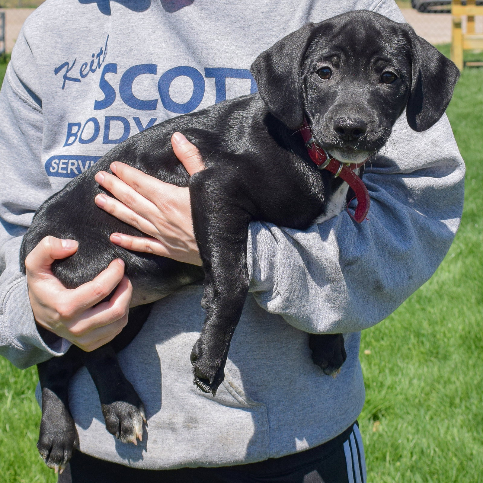 Dog for Adoption - Mary, a Labrador Retriever in Evergreen Park, IL ...