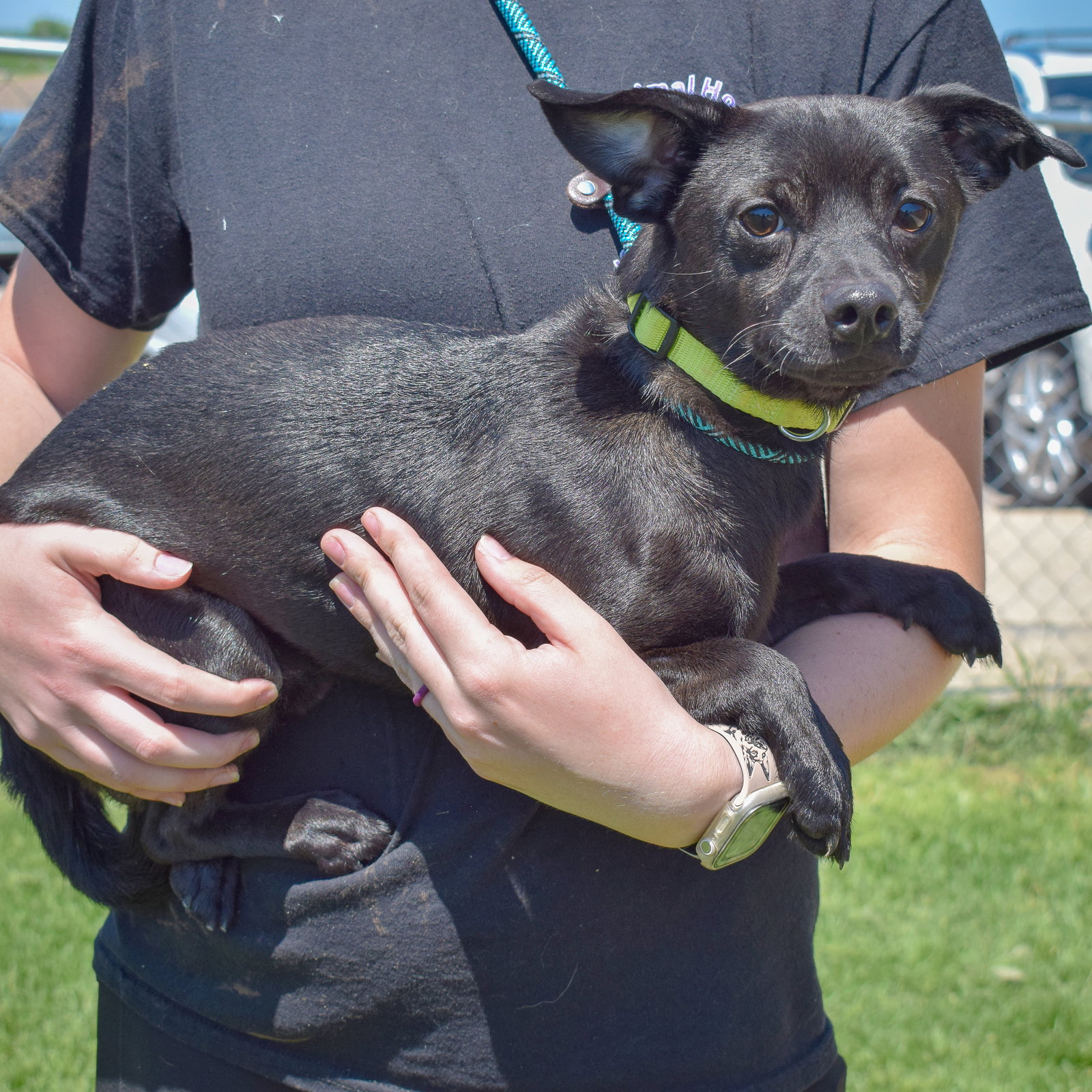 Dog for Adoption - Bosco, a Italian Greyhound in Salem, WI | Alpha Paw