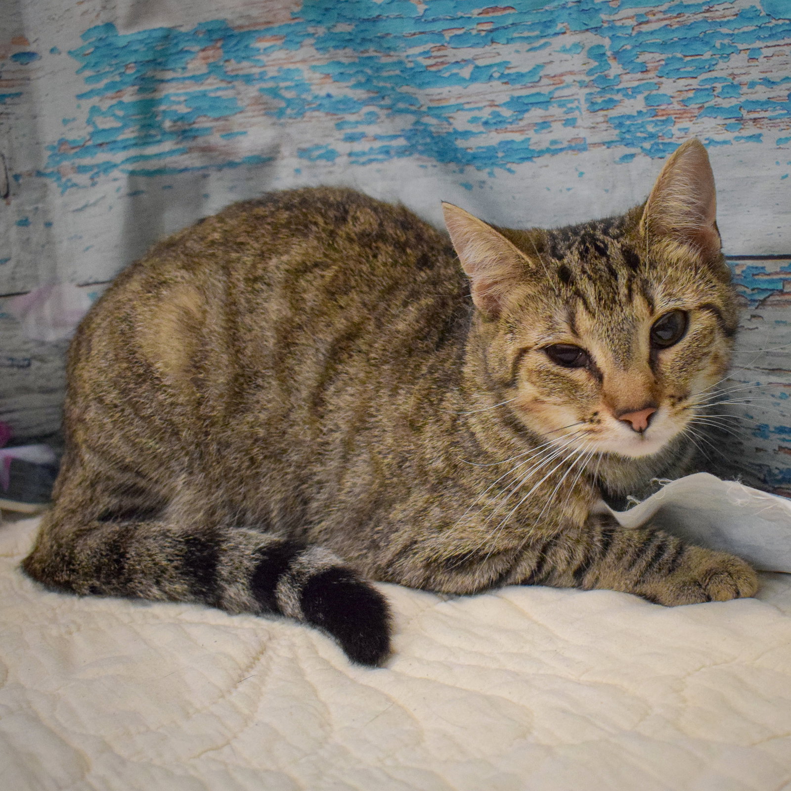 Cats for Adoption in Barrington, Illinois | Alpha Paw
