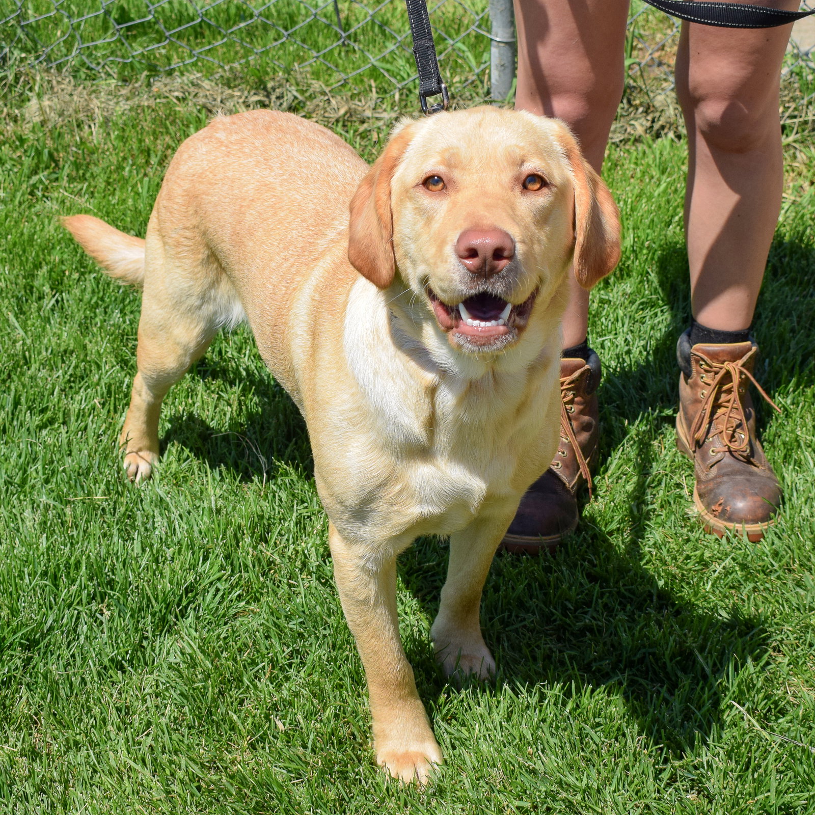 Dog for Adoption - Honey Ryder, a Yellow Labrador Retriever in Wood ...