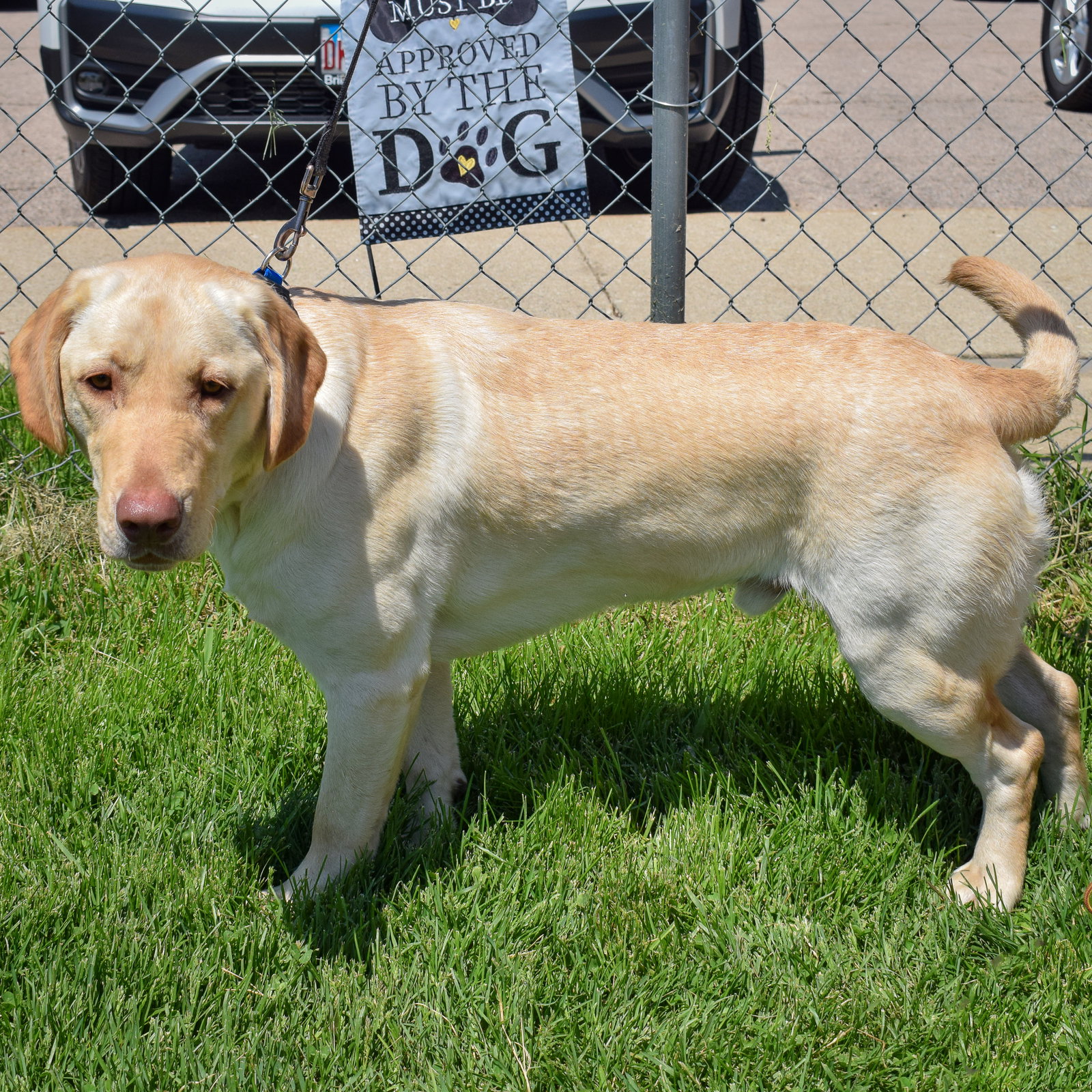Dog for Adoption - James Blonde, a Yellow Labrador Retriever in ...