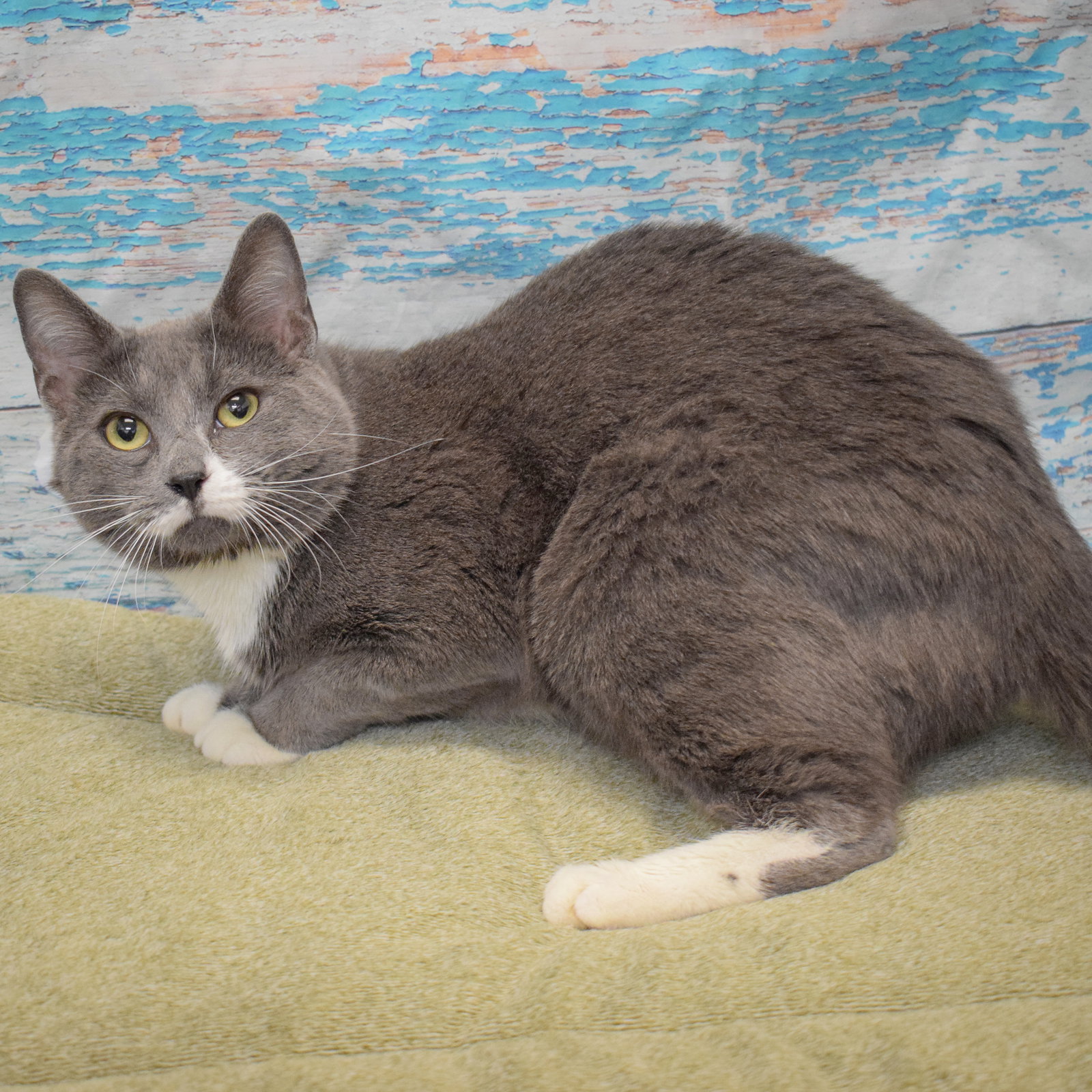 Cats for Adoption in Downers Grove, Illinois | Alpha Paw