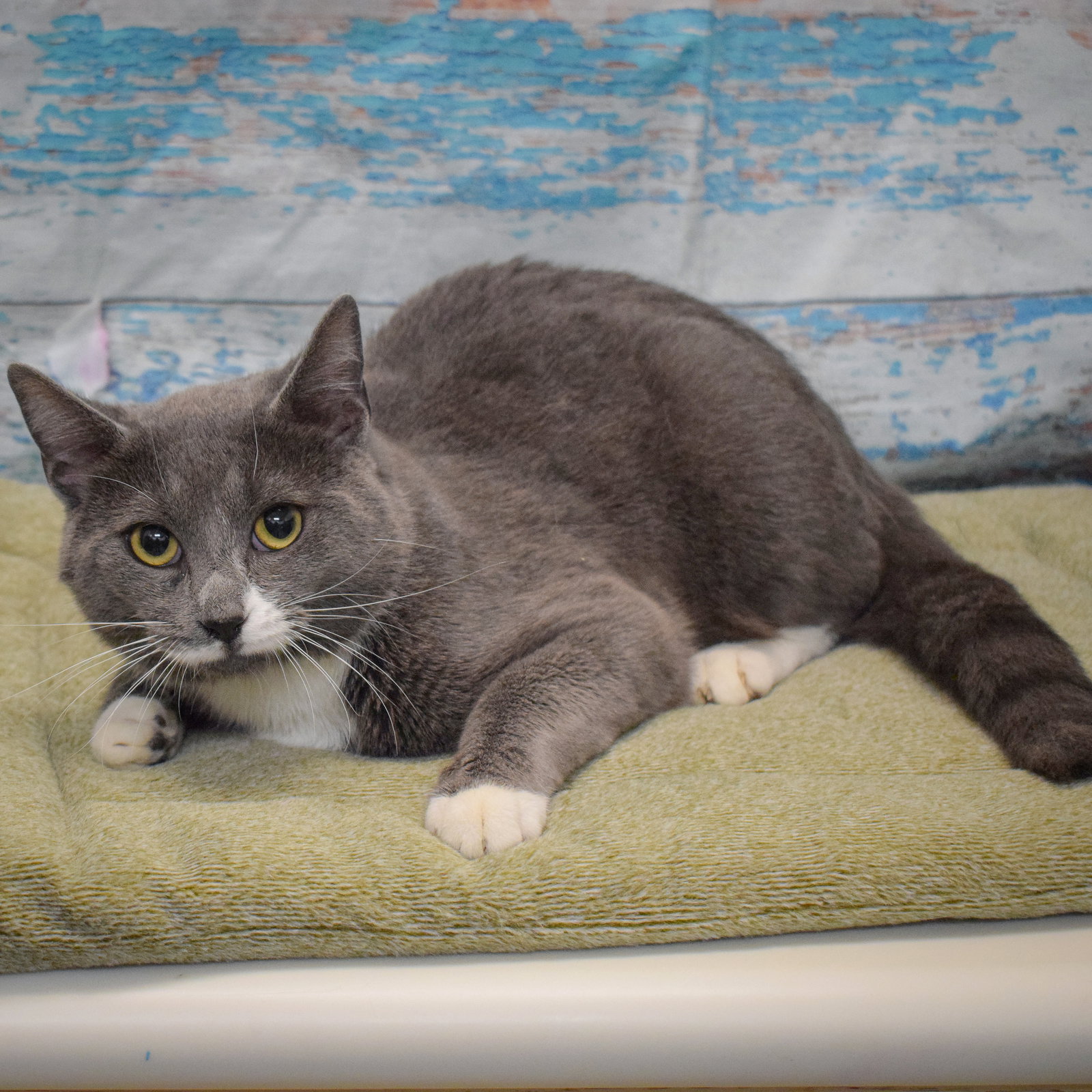 Cats for Adoption in Downers Grove, Illinois | Alpha Paw