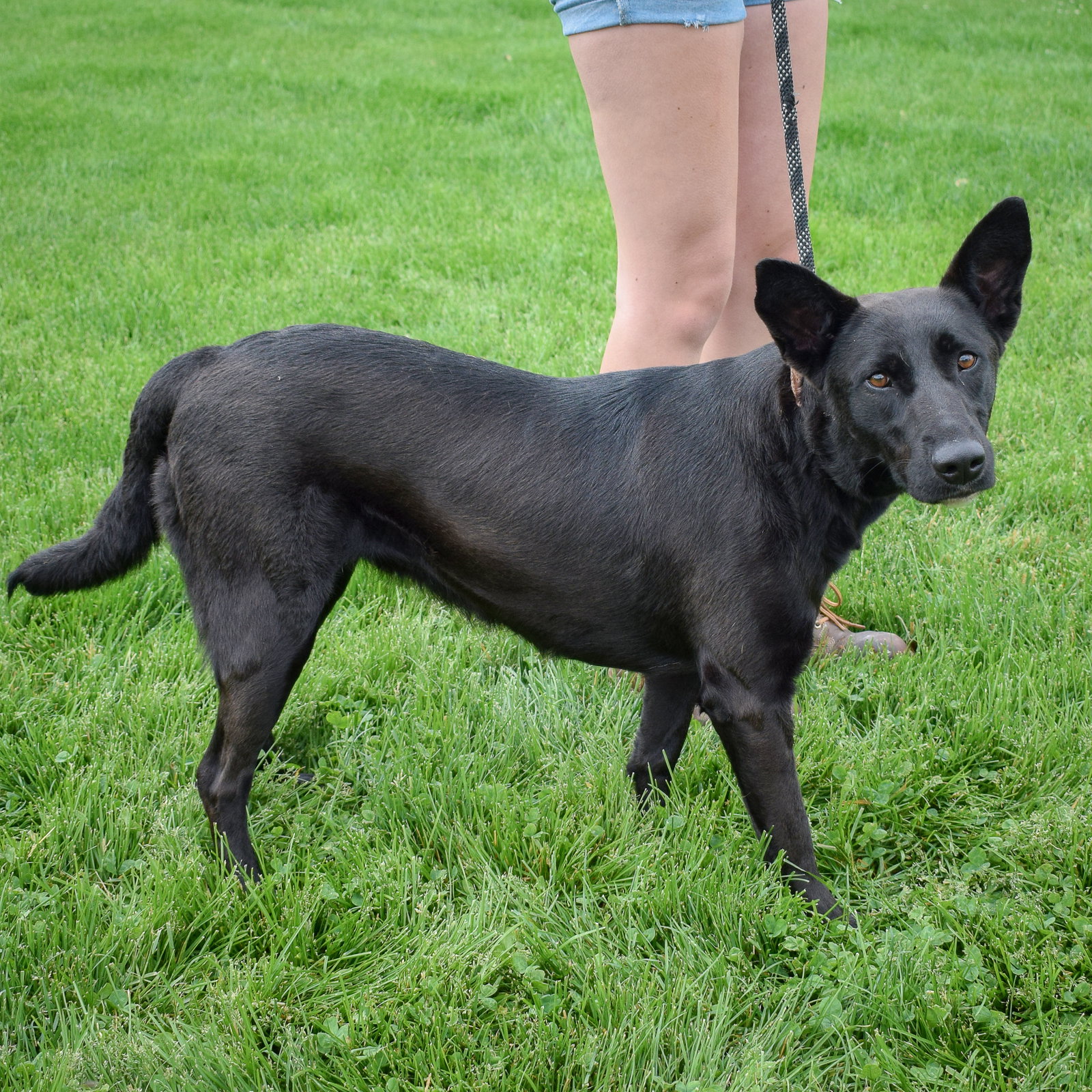 Dog for Adoption - Iowa, a German Shepherd Dog in Delavan Lake, WI ...
