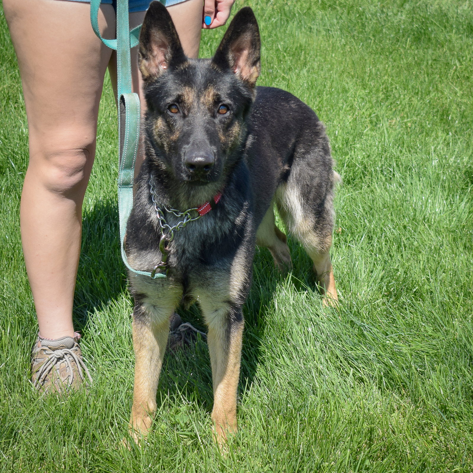 Dog for Adoption - Echo, a German Shepherd Dog in Pecatonica, IL ...