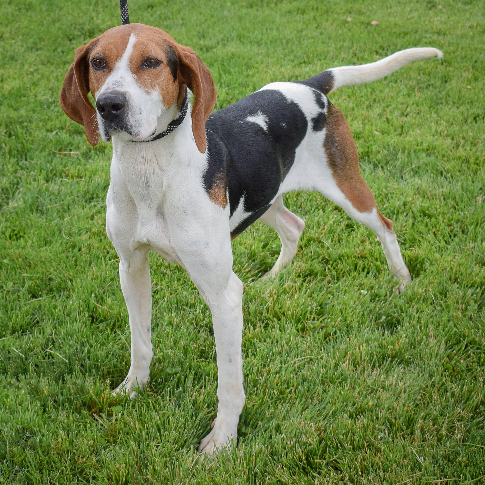 Dog for Adoption - Dixie Mae, a American Foxhound in Lindenhurst, IL ...