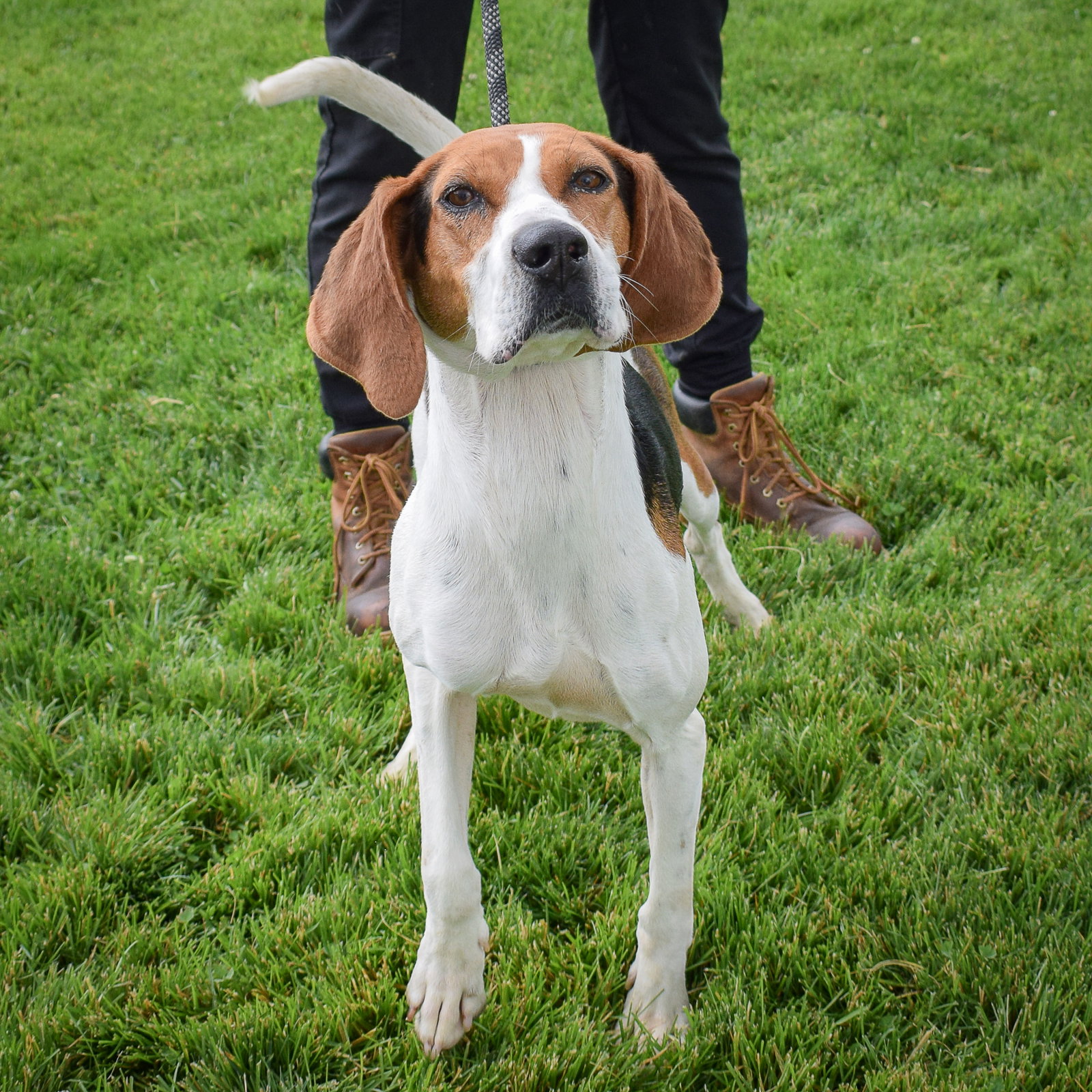 Dog for Adoption - Dixie Mae, a American Foxhound in Lindenhurst, IL ...