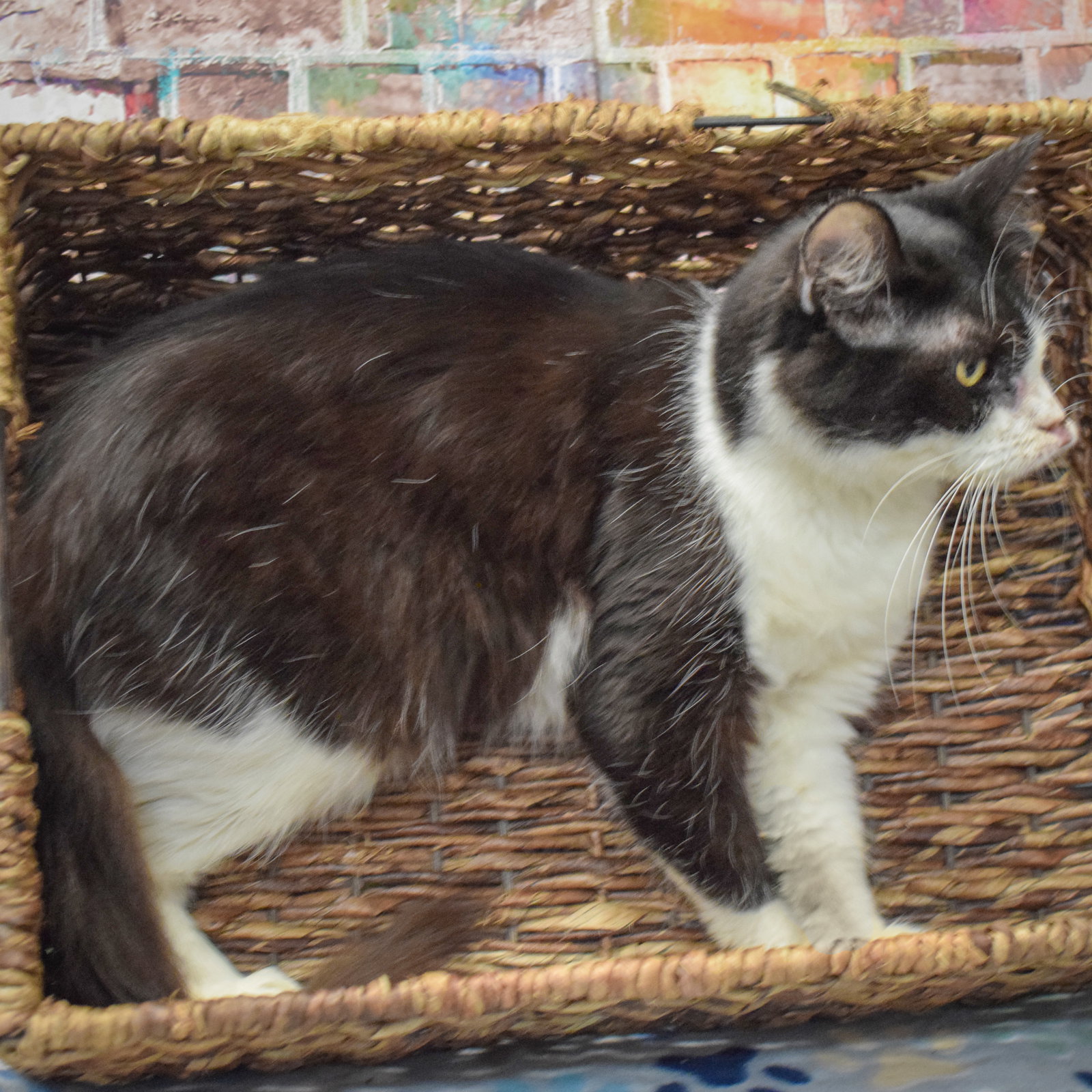 Cats for Adoption in Brookfield, Illinois | Alpha Paw