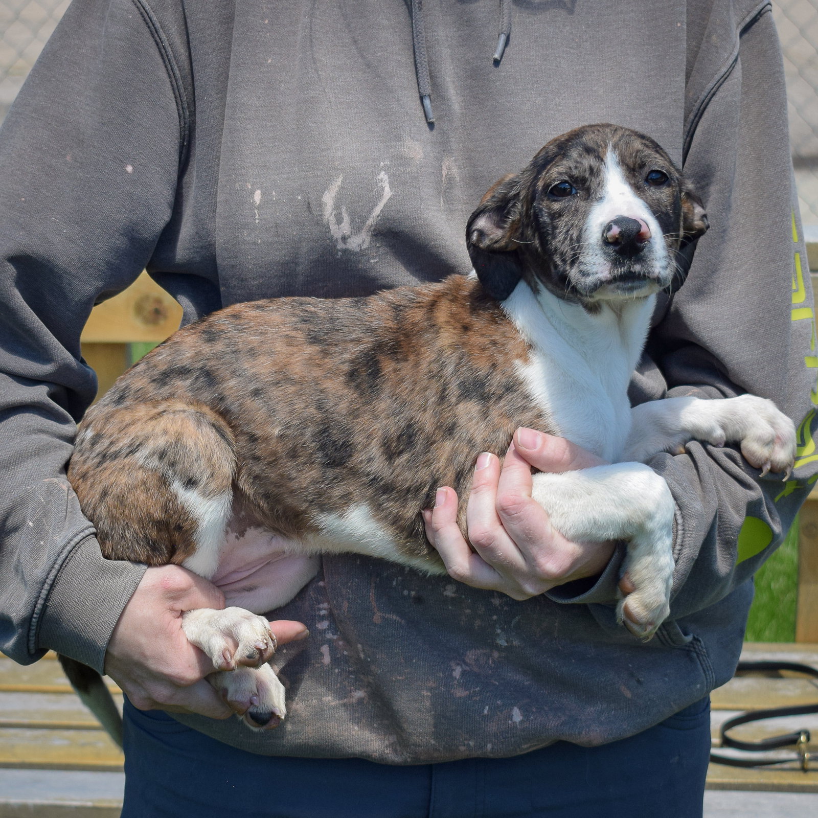 Dog for Adoption - Celeste, a Catahoula Leopard Dog in Lombard, IL ...