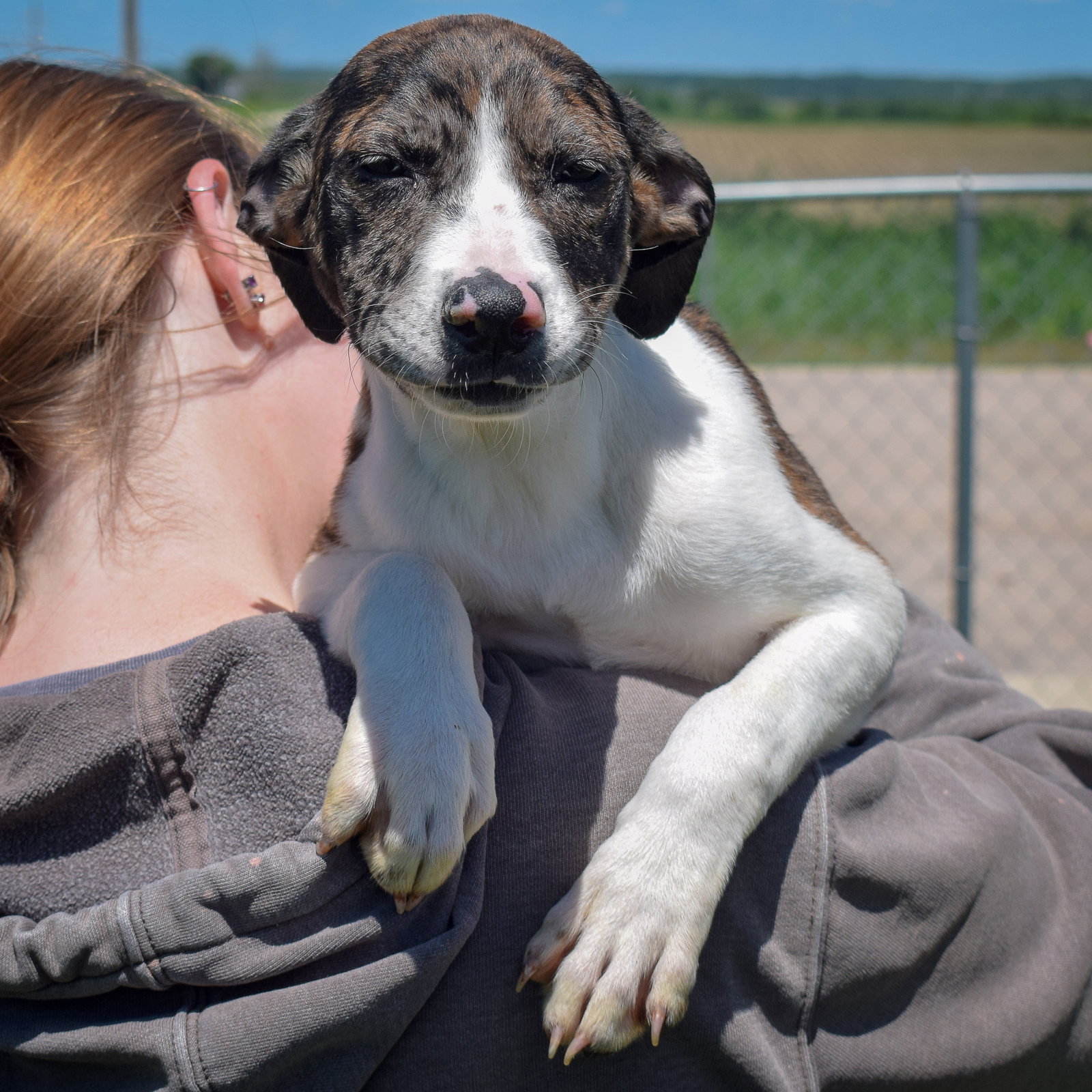 Dog for Adoption - Celeste, a Catahoula Leopard Dog in Lombard, IL ...