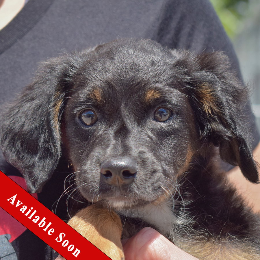 Dog for Adoption - Penny, a Dachshund in Genoa, IL | Alpha Paw