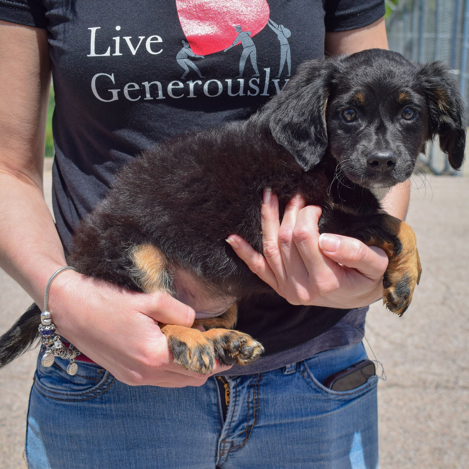 Dog for Adoption - Penny, a Dachshund in Genoa, IL | Alpha Paw