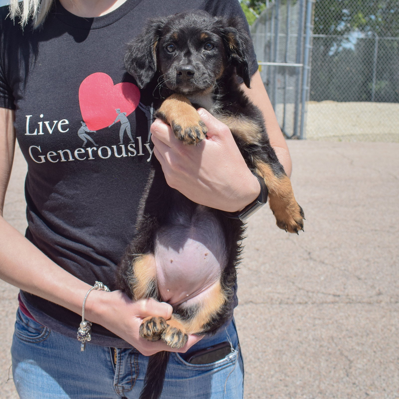Dog for Adoption - Penny, a Dachshund in Genoa, IL | Alpha Paw