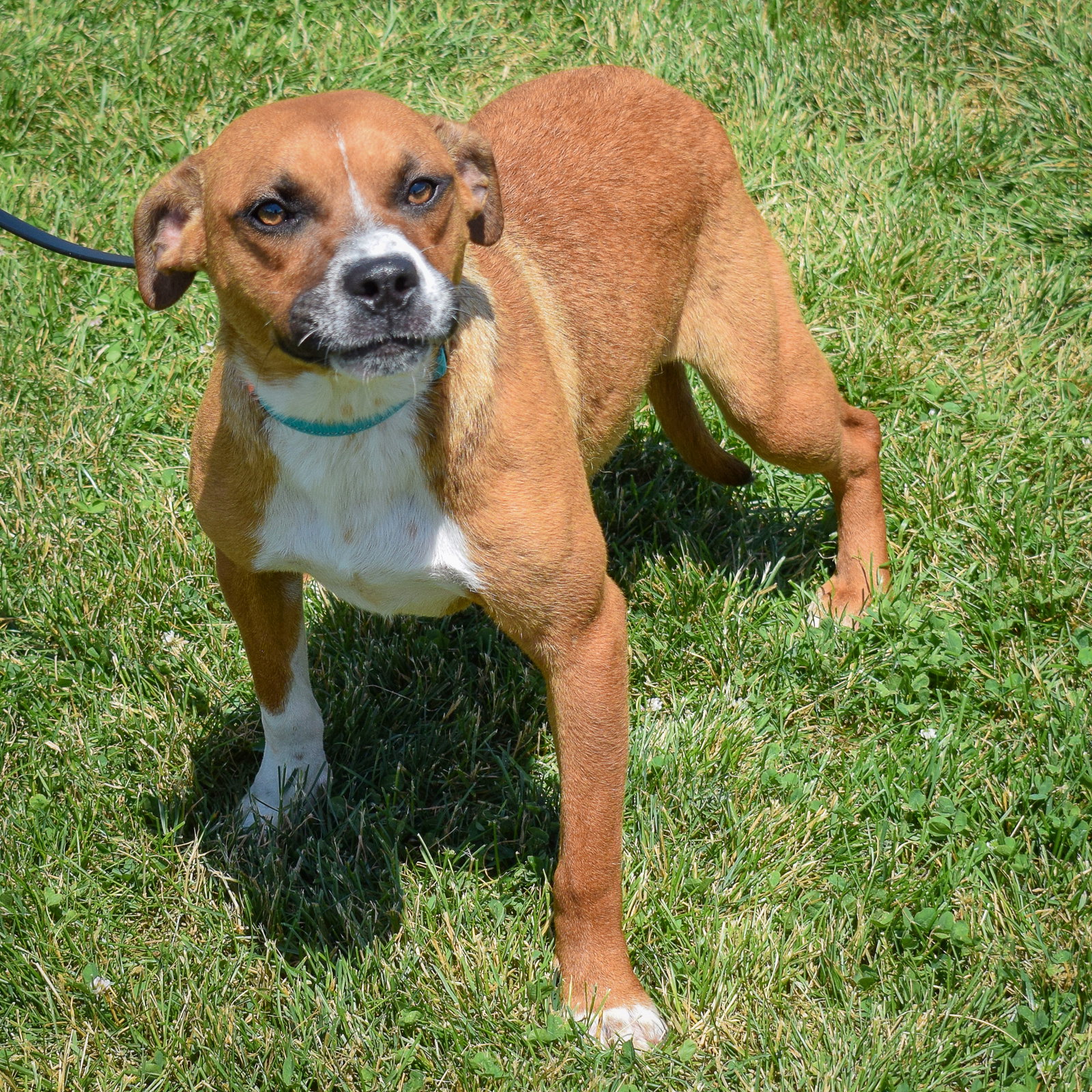 Dog for Adoption - Nisi, a Boxer in Joliet, IL | Alpha Paw