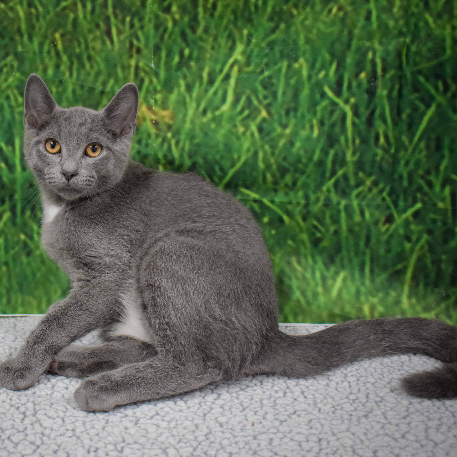 Cats for Adoption in Des Plaines, Illinois | Alpha Paw
