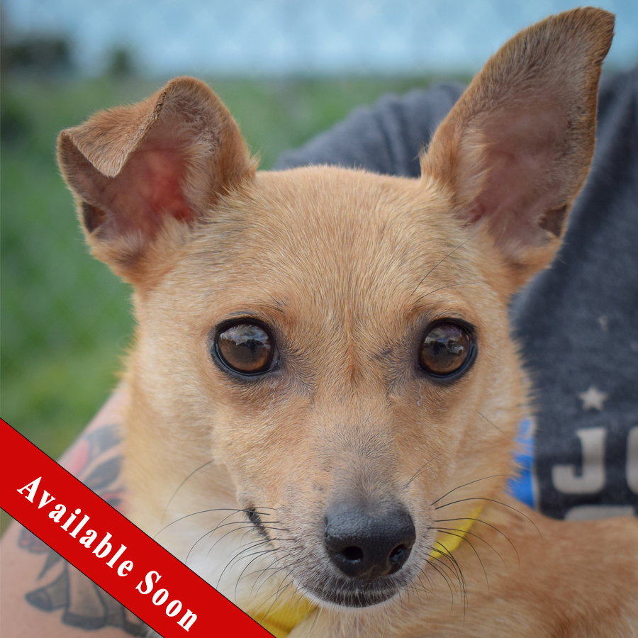 Dog for Adoption - Sandra Dee, a Chihuahua in Bristol, WI | Alpha Paw