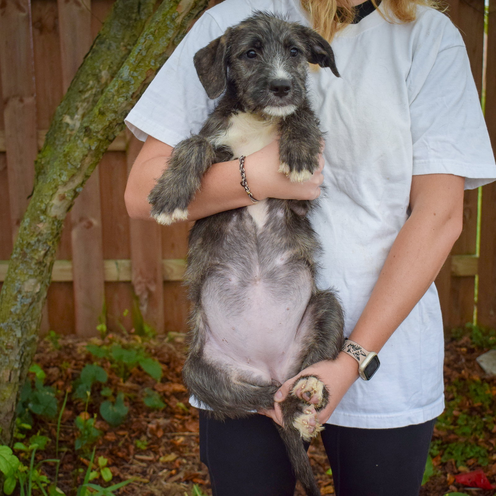 Dog for Adoption - Rosalie Hale, a Schnauzer in Gurnee, IL | Alpha Paw
