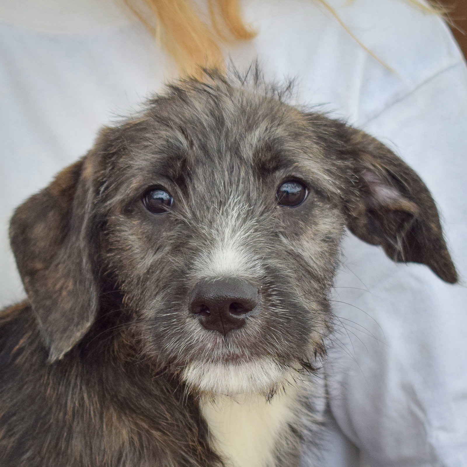 Dog for Adoption - Rosalie Hale, a Schnauzer in Gurnee, IL | Alpha Paw