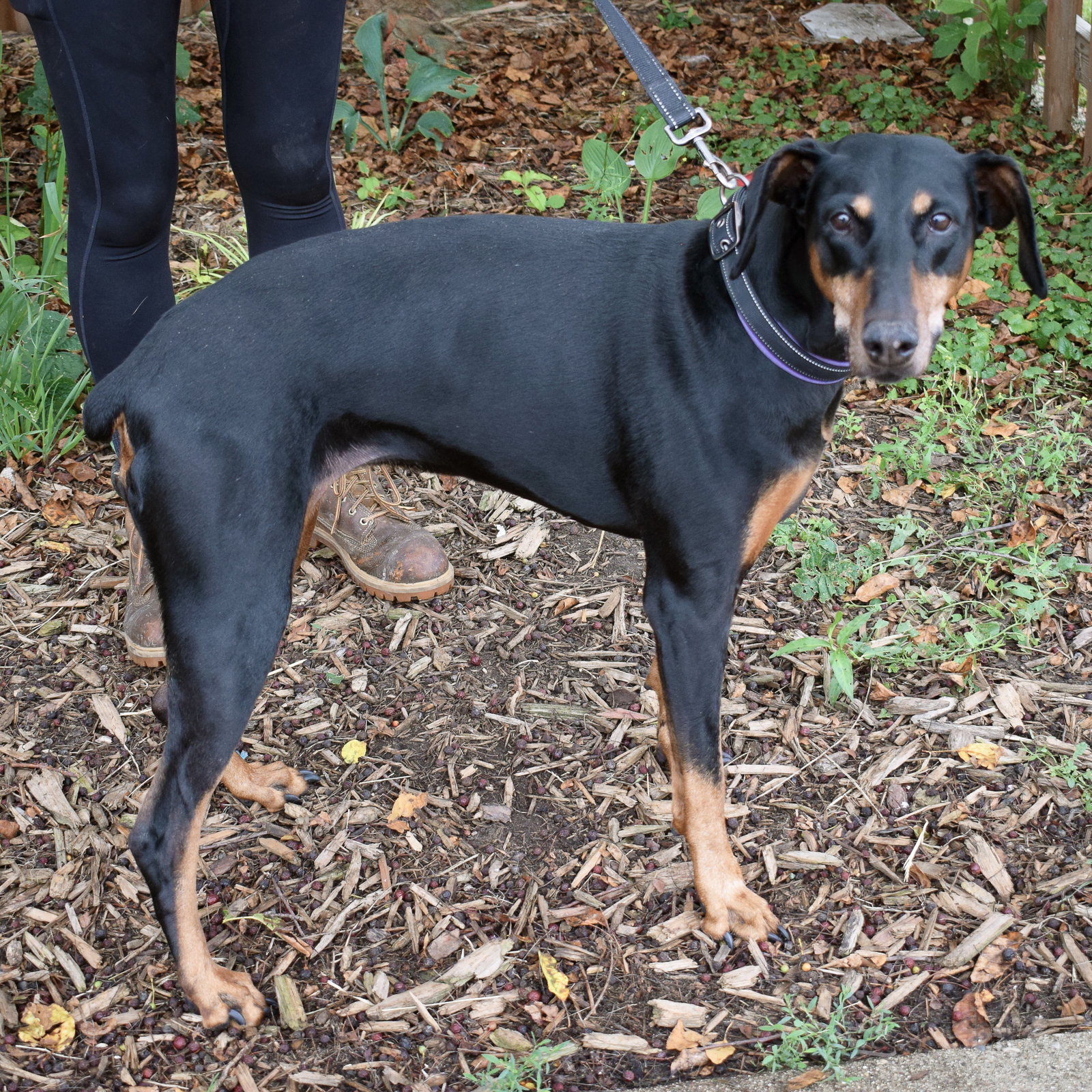 Dog for Adoption - Piper, a Doberman Pinscher in Kane County, IL ...