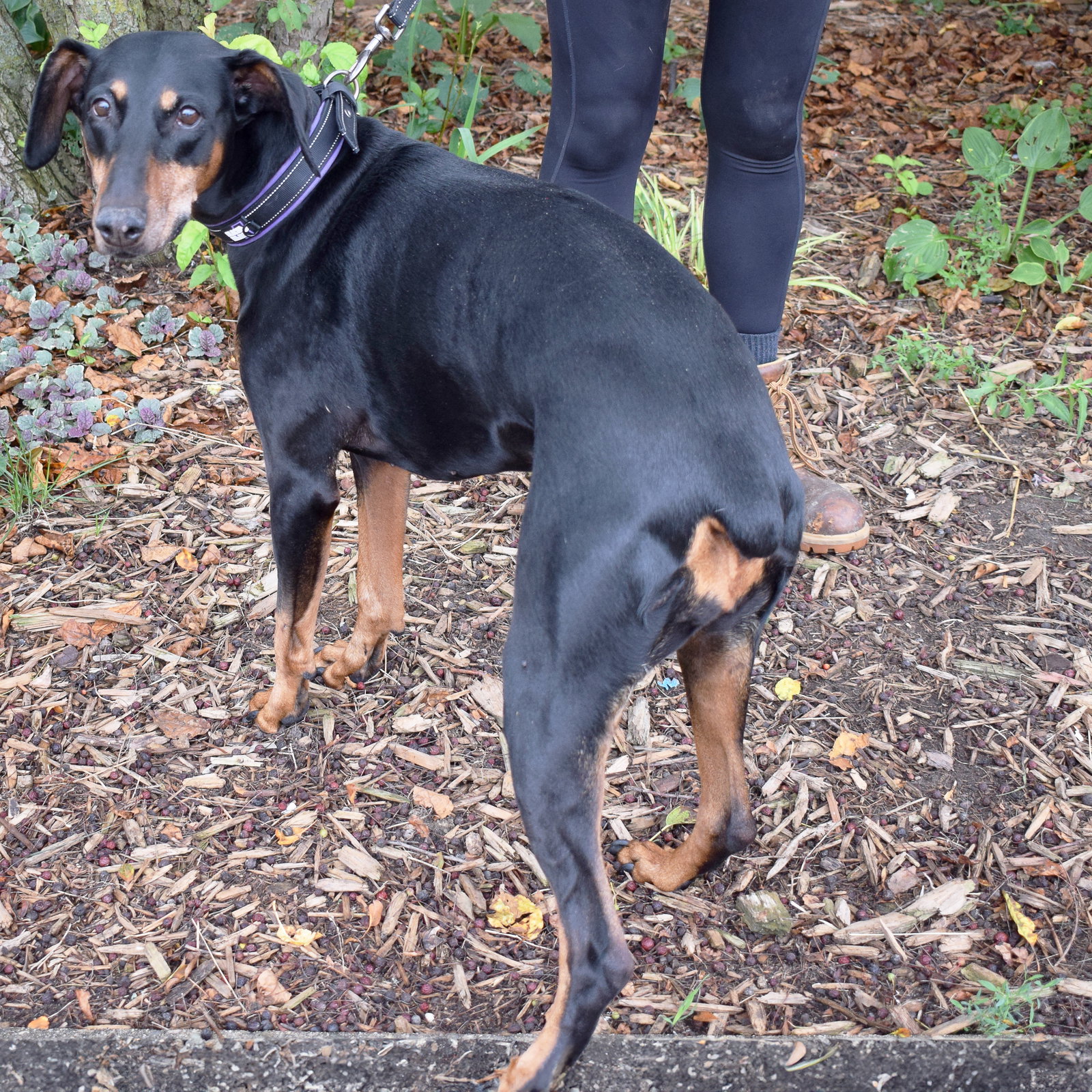 Dog for Adoption - Piper, a Doberman Pinscher in Kane County, IL ...