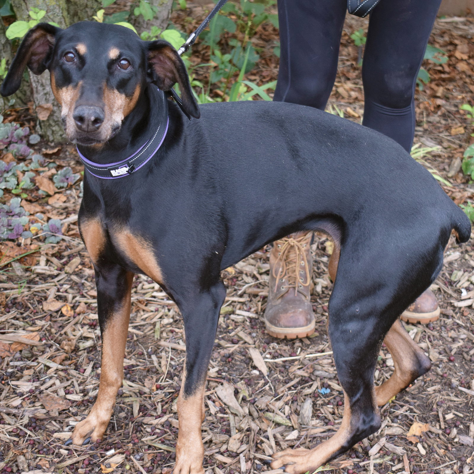 Dog for Adoption - Piper, a Doberman Pinscher in Kane County, IL ...