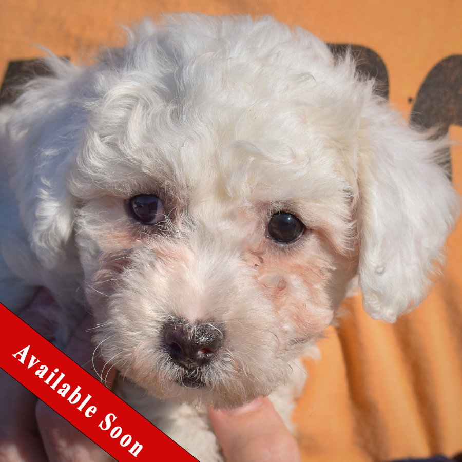 Dog for Adoption - Claus, a Poodle (Toy) in Rockford, IL | Alpha Paw