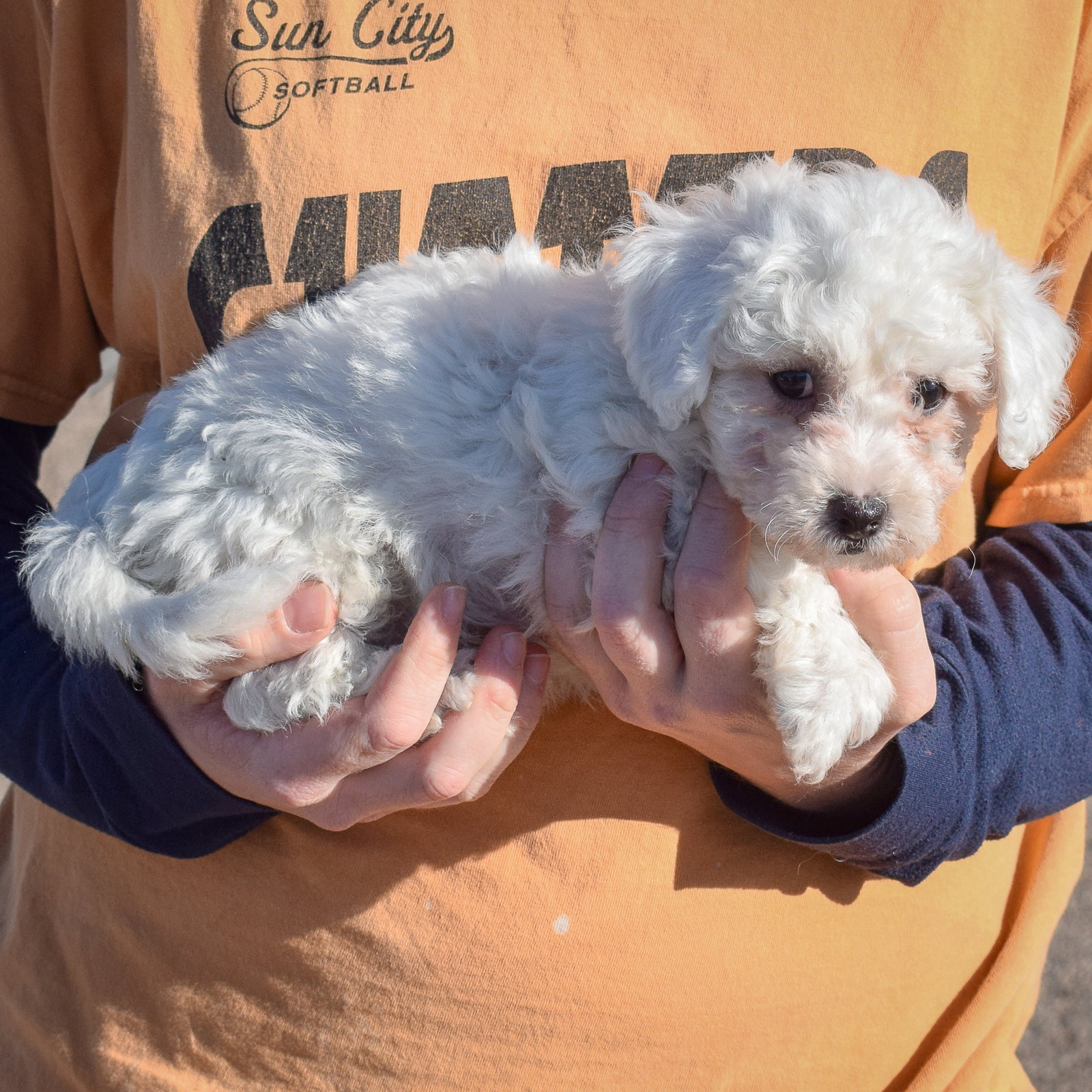 Dog for Adoption - Claus, a Poodle (Toy) in Rockford, IL | Alpha Paw
