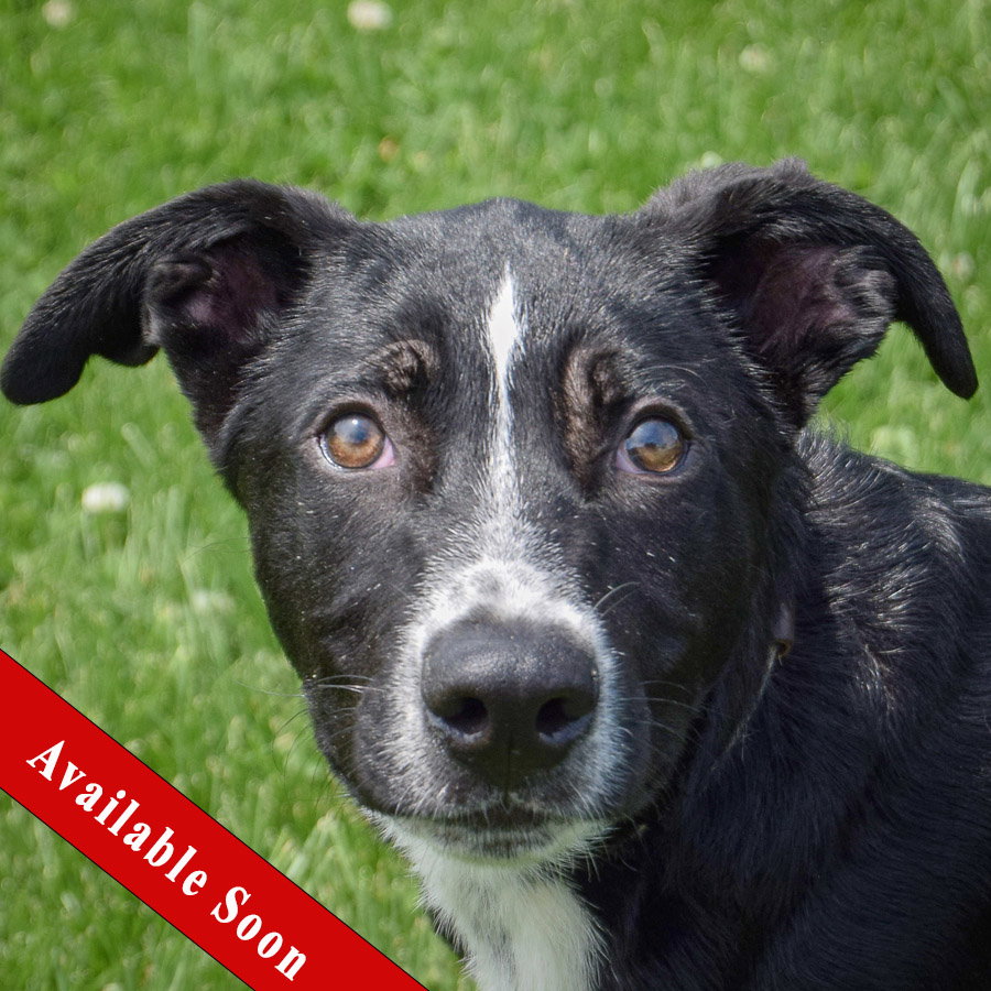 Dog for Adoption - Chicho, a Black Labrador Retriever in Gurnee, IL ...