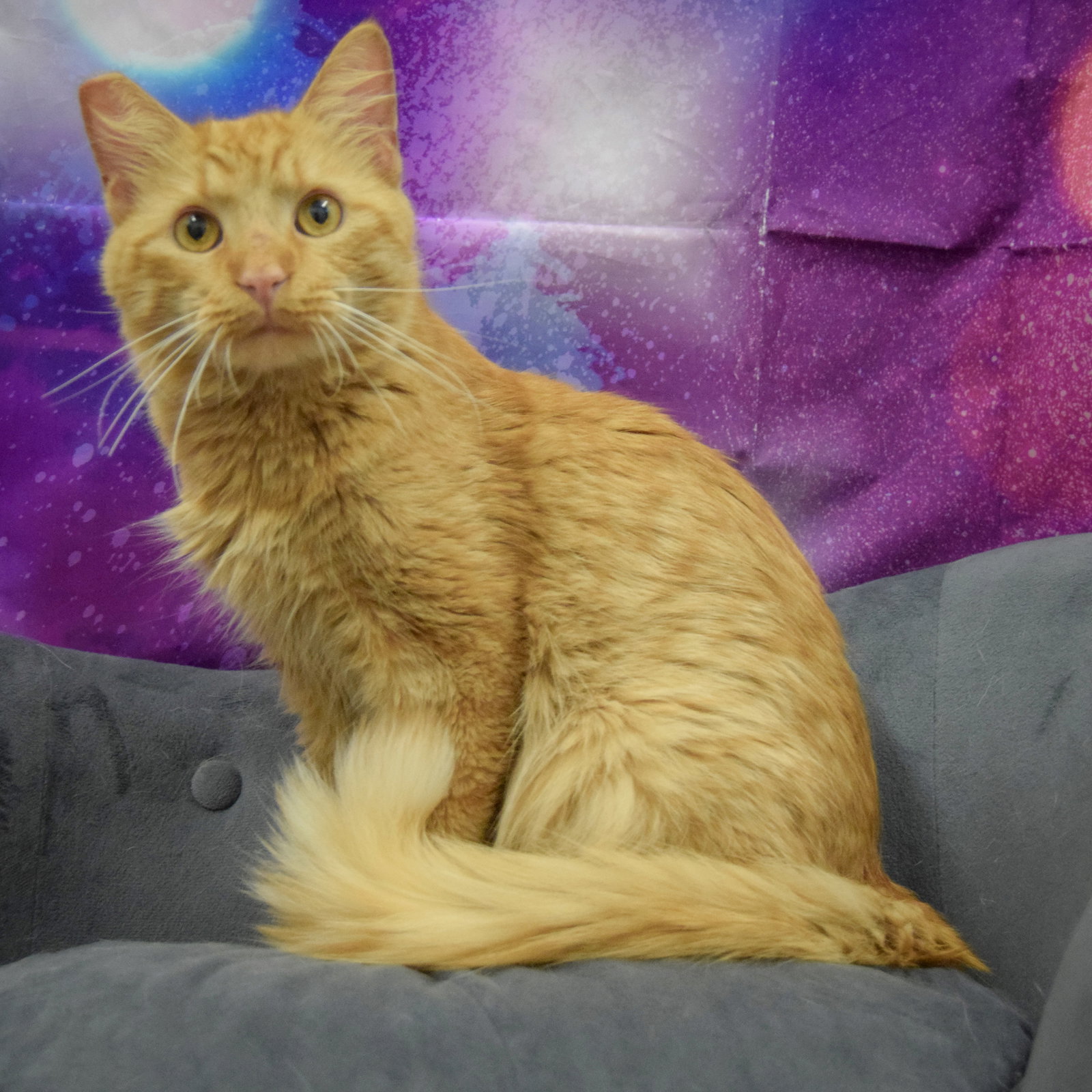 Cats for Adoption in Roscoe, Illinois | Alpha Paw