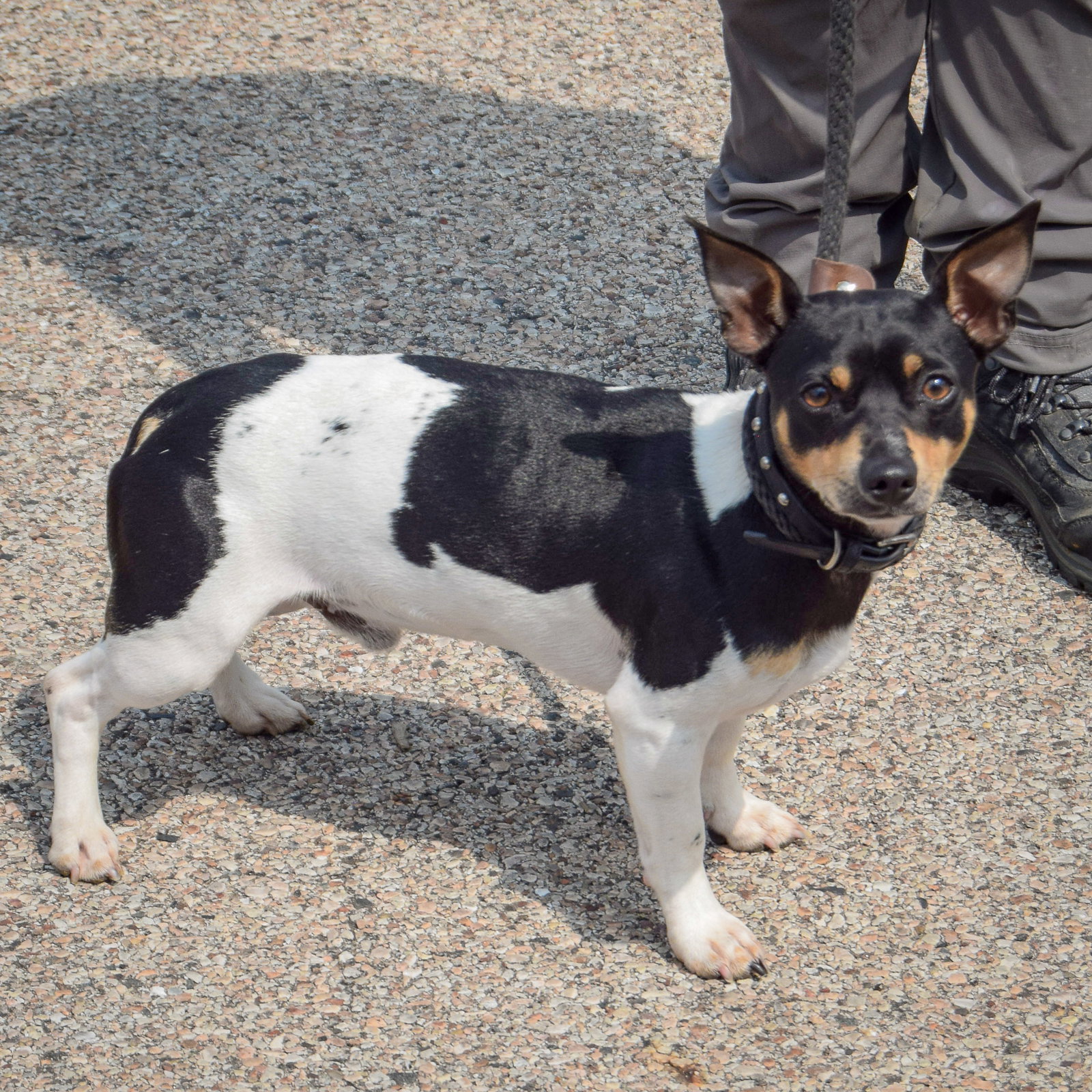 Dog for Adoption - Peter, a Jack Russell Terrier in Rockford, IL ...