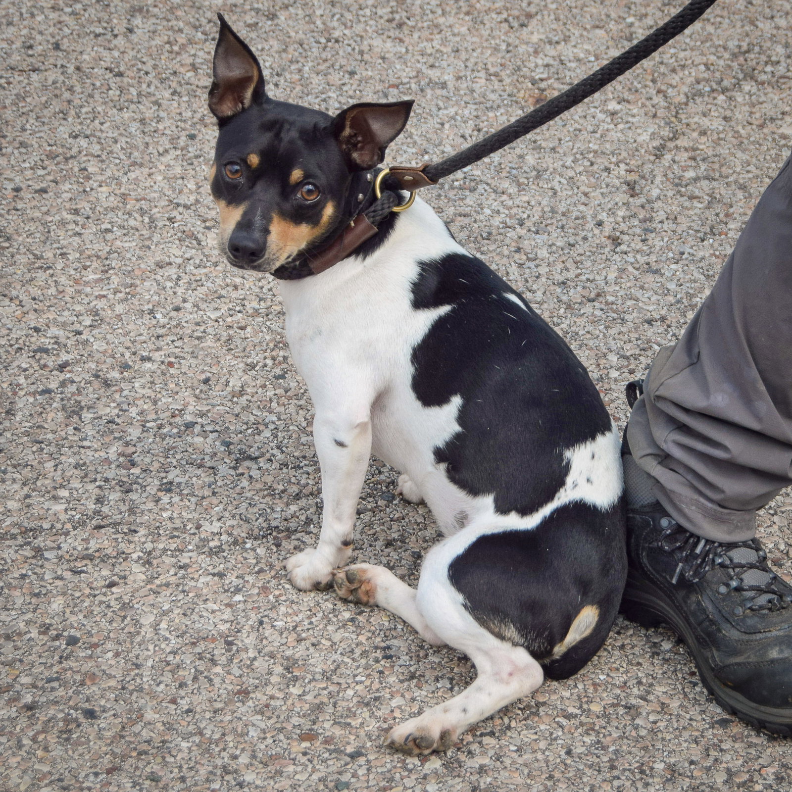 Dog for Adoption - Peter, a Jack Russell Terrier in Rockford, IL ...