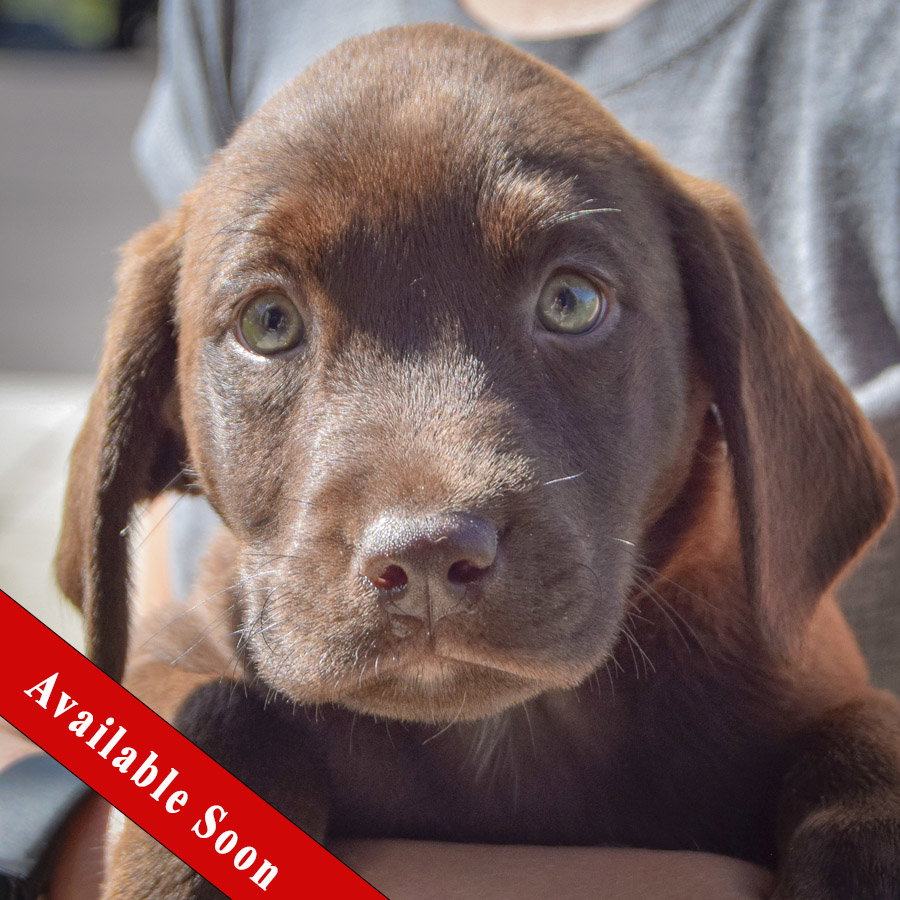 Dog for Adoption - Aster, a Australian Shepherd in Gurnee, IL | Alpha Paw