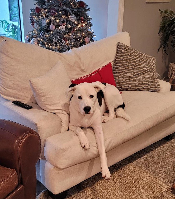Dog for Adoption - Rip, a Husky in Perris, CA | Alpha Paw